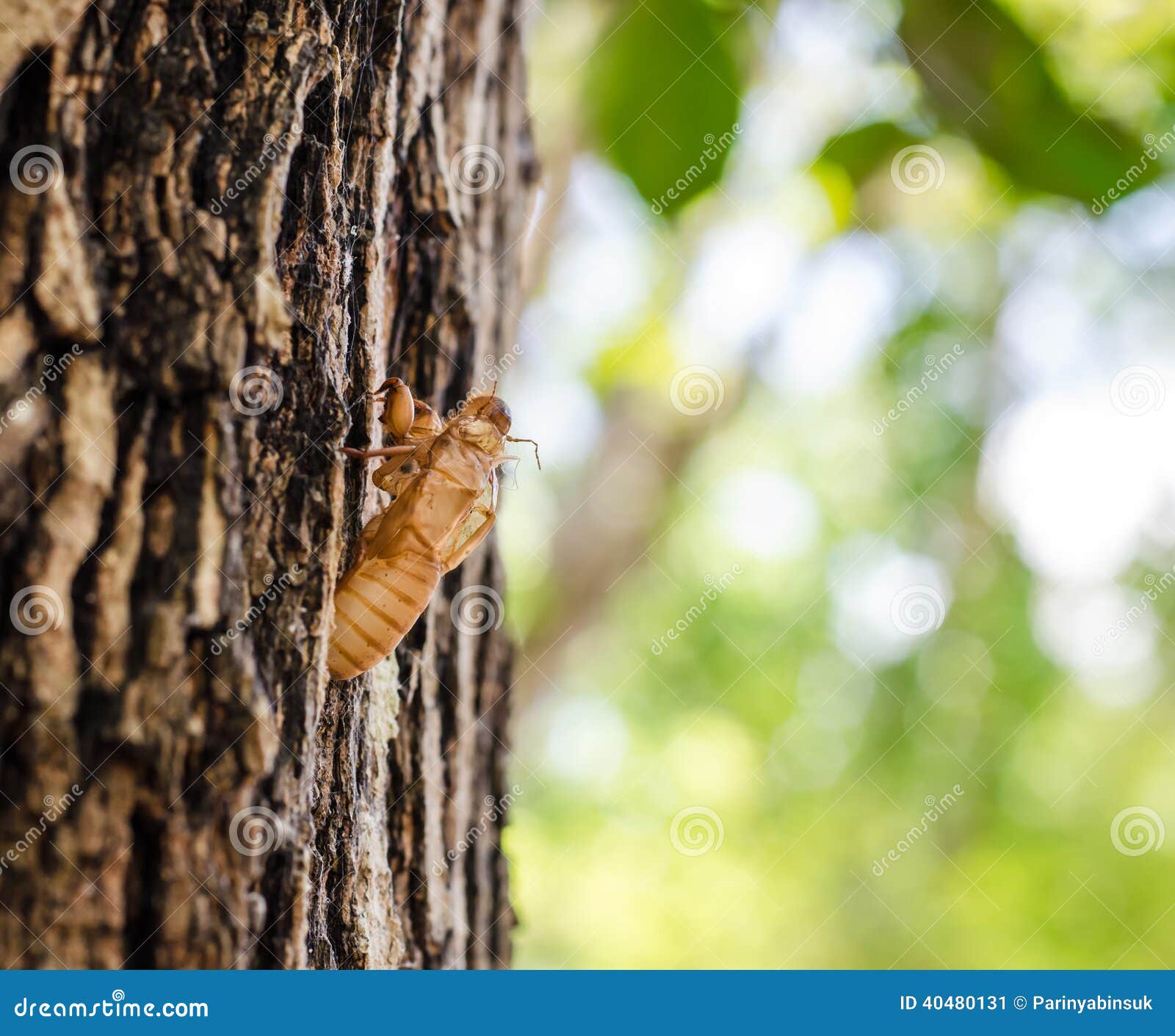 Shell In Tree With Sky Background Stock Image | CartoonDealer.com #95805679