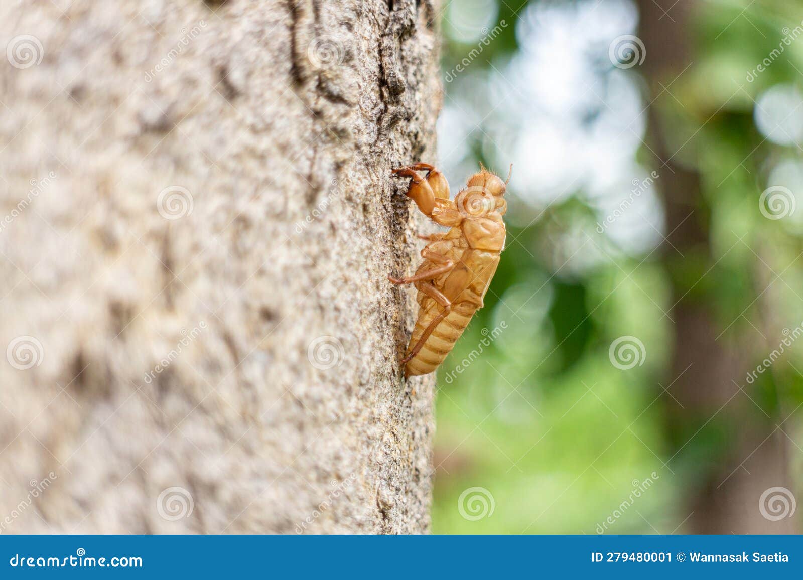Cicada Shell on the Tree in the Forest, Thailand Stock Image - Image of ...