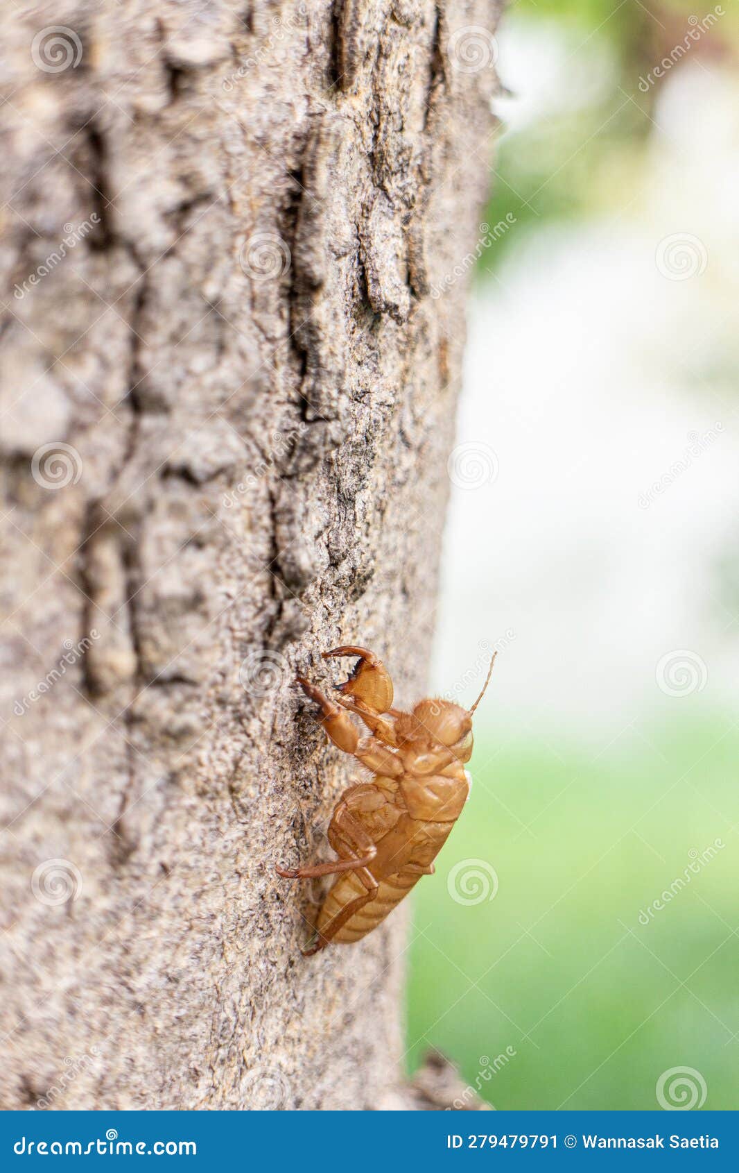 Cicada Shell on Tree in the Garden. (Cicada Molt Stock Image - Image of green, bark: 279479791