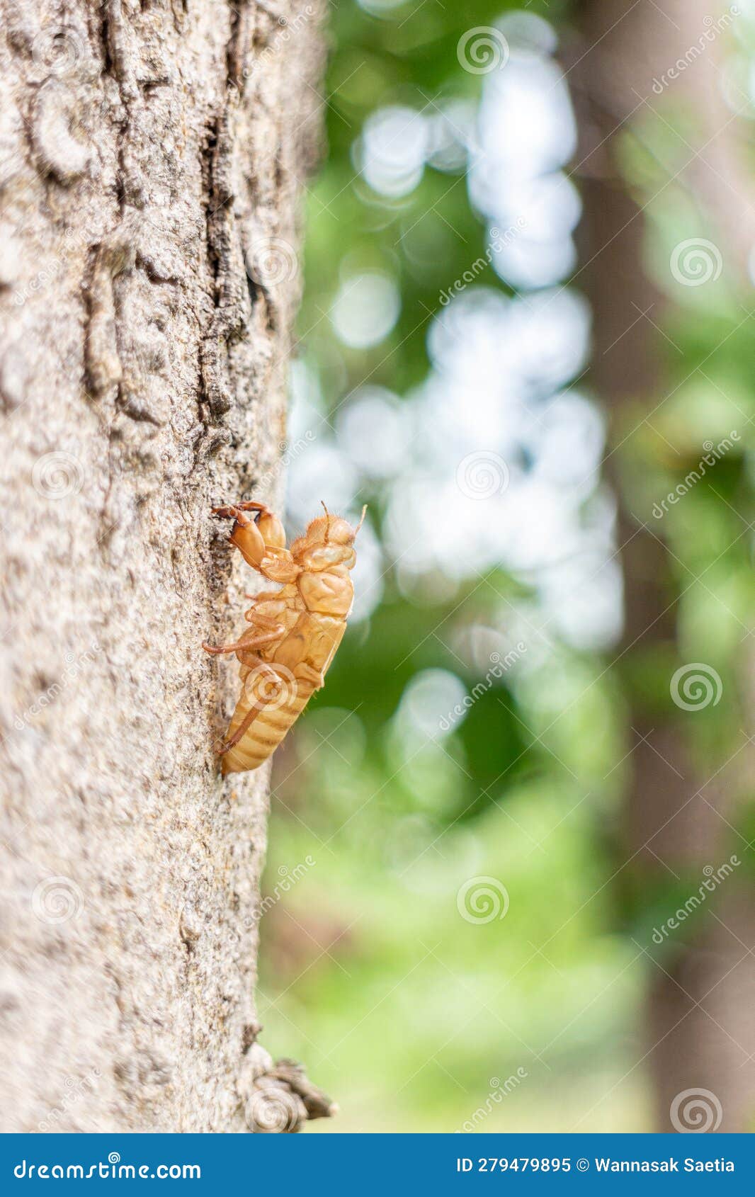 Cicada Shell on Tree in the Garden. (Cicada Molt Stock Image - Image of adult, wing: 279479895