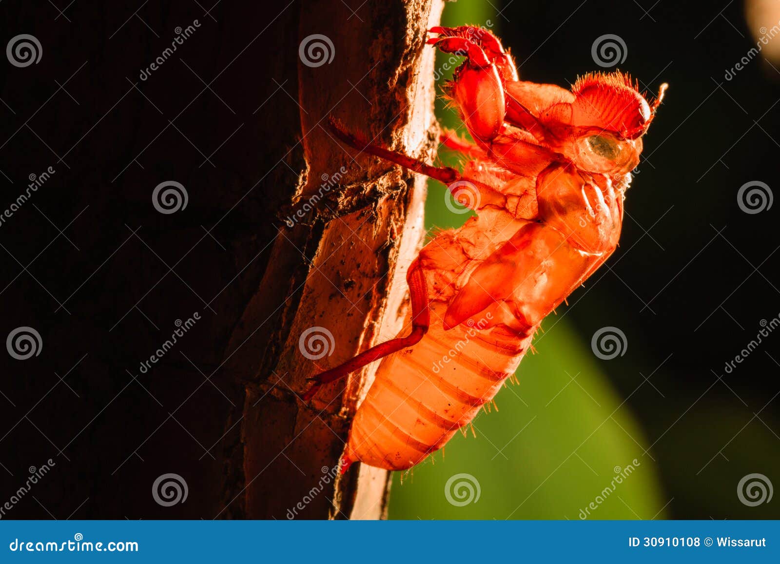 Cicada shell on the tree stock photo. Image of body, insect - 30910108