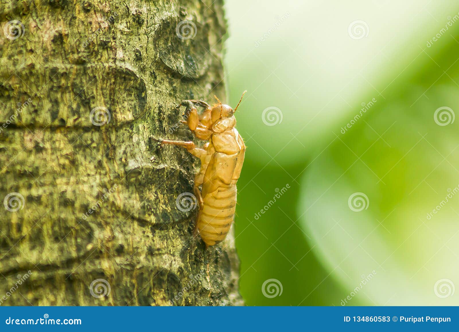 Cicada Shell on a Tree Trunk. Stock Image - Image of focus, animal ...