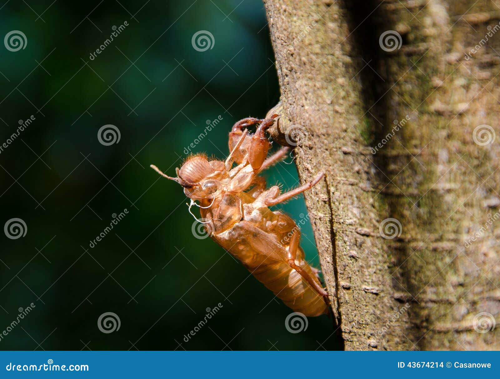 Cicada Shell Which Leave on the Tree Stock Photo - Image of bark ...
