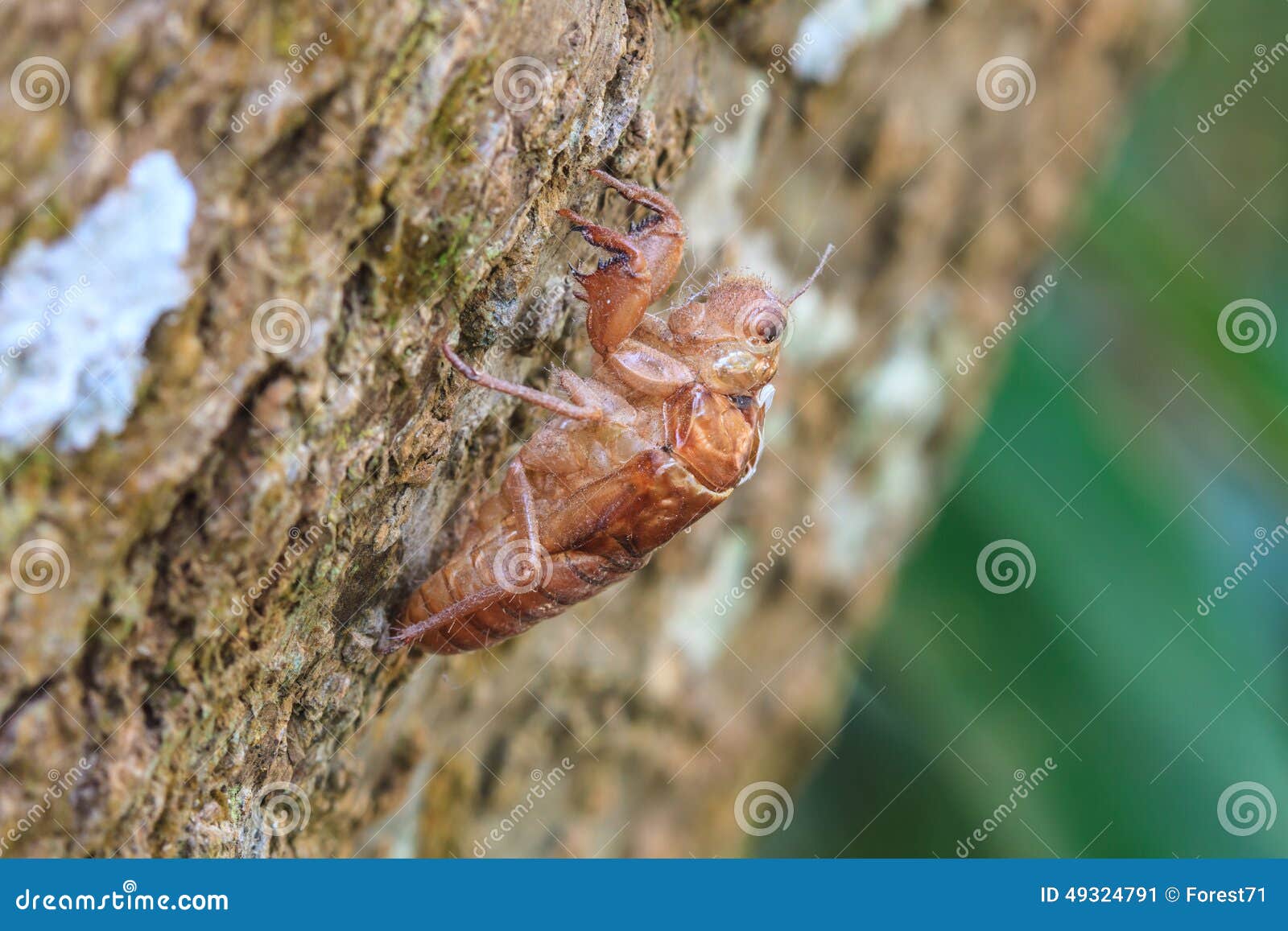 Cicada Shell Which Leave on the Tree Stock Image - Image of macro ...