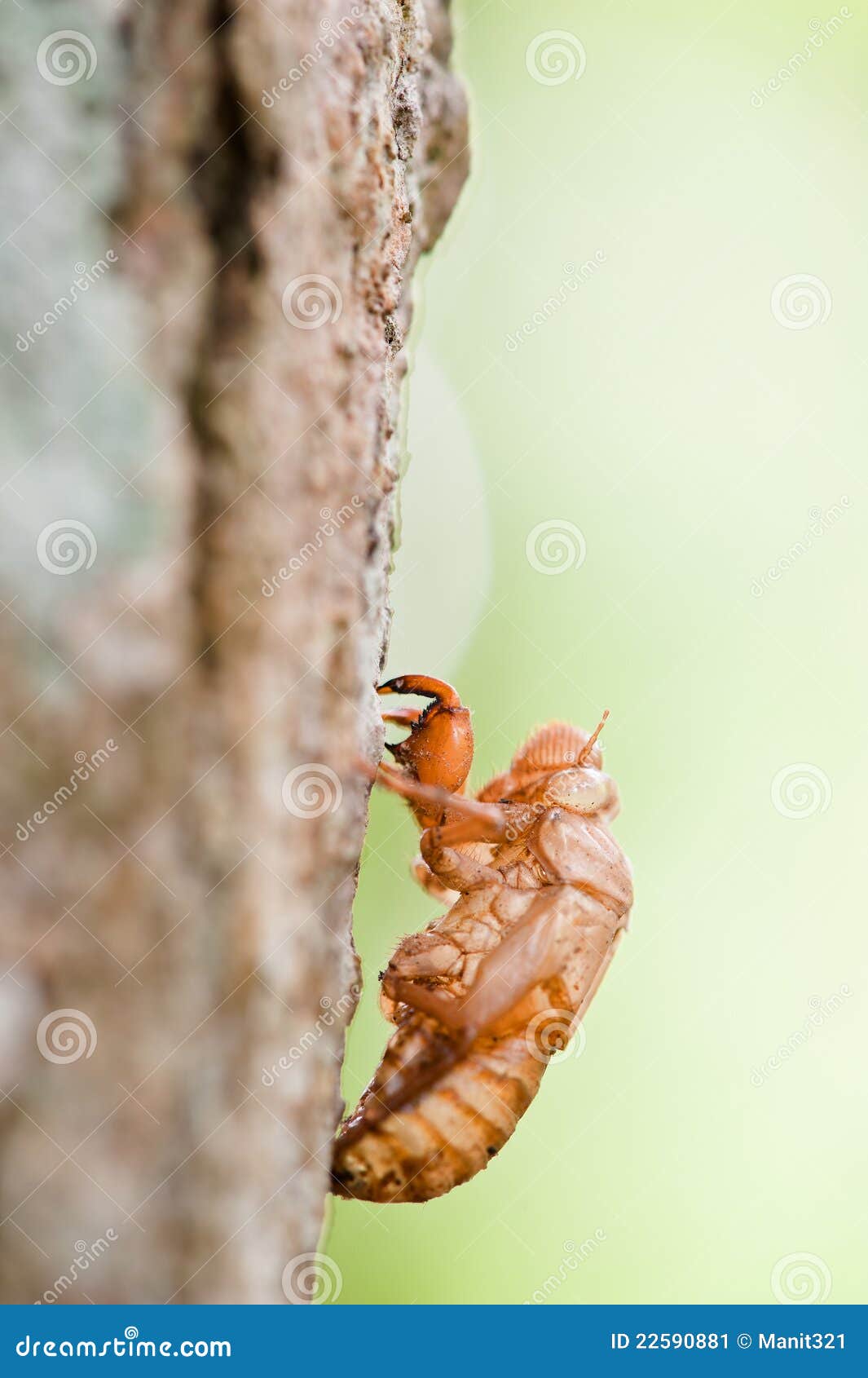 Cicada shells stock image. Image of animal, biology, vertical - 22590881