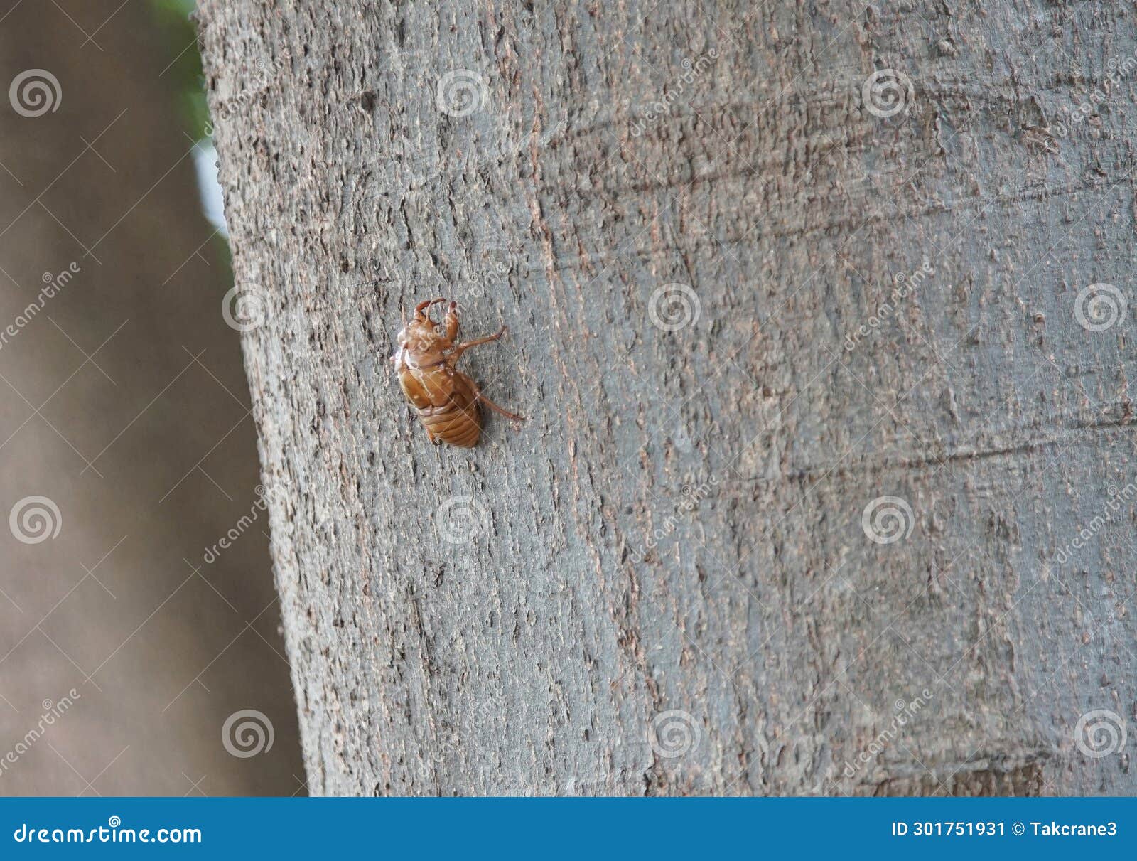 Cicada Shells Stock Photography | CartoonDealer.com #36376274
