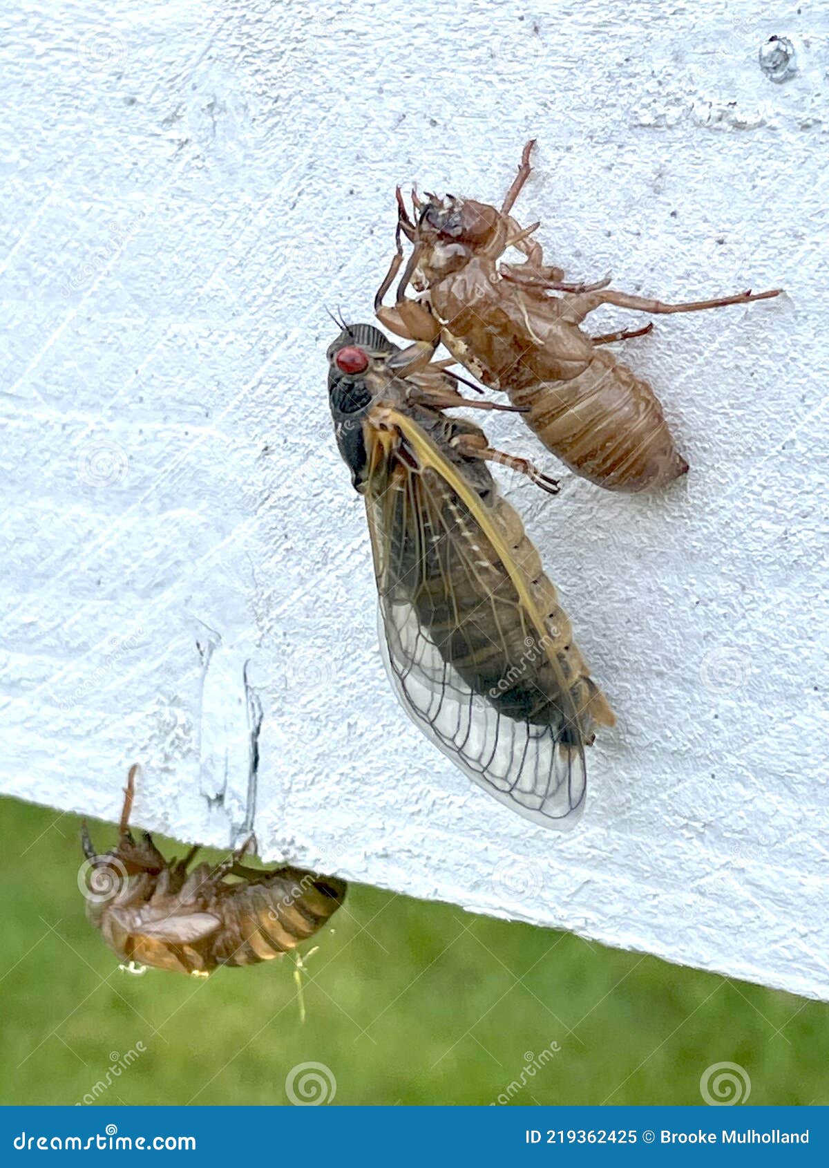 Cicada with Shells stock image. Image of brood, three - 219362425