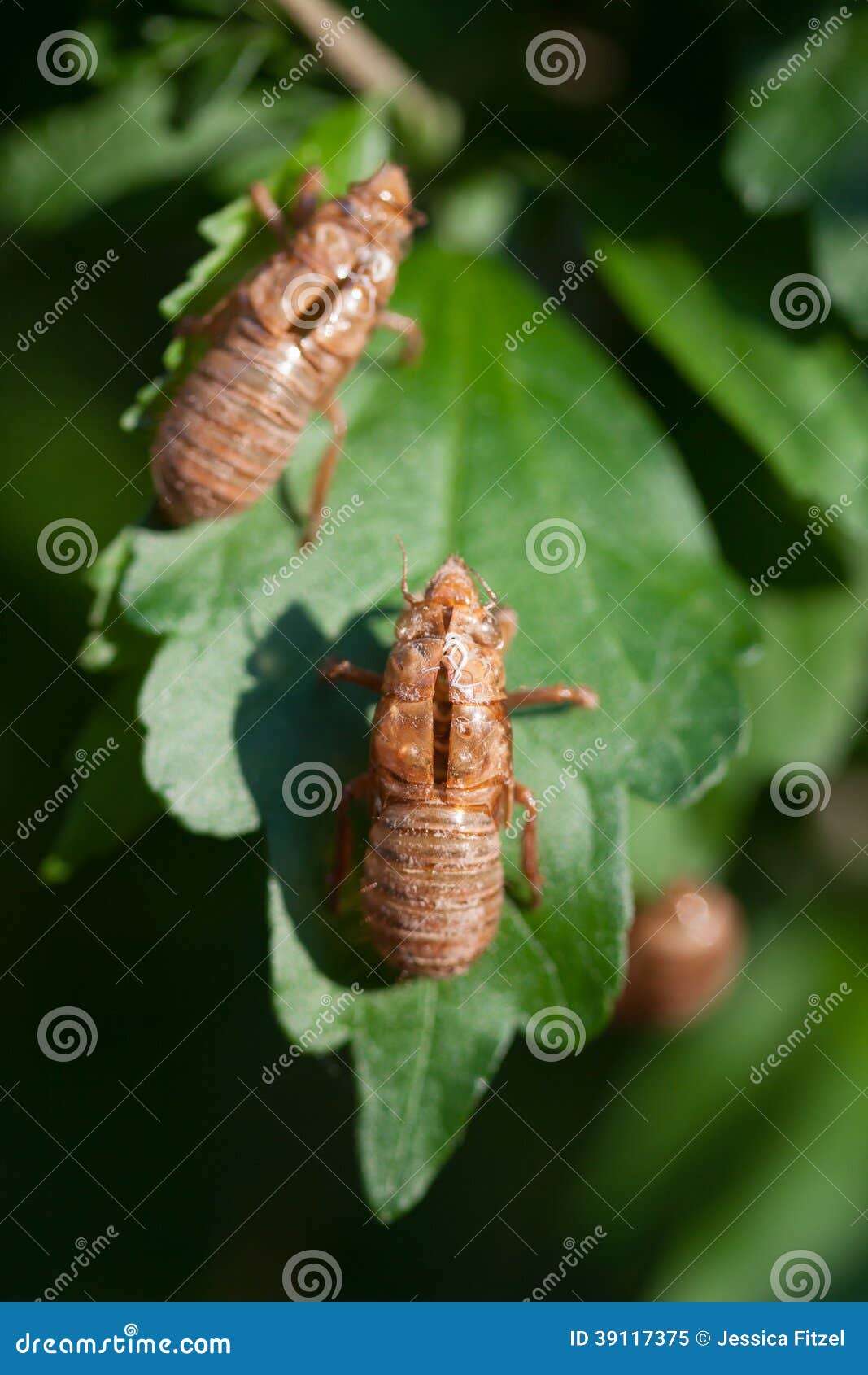 Cicada shells stock image. Image of cicada, green, leaf - 39117375