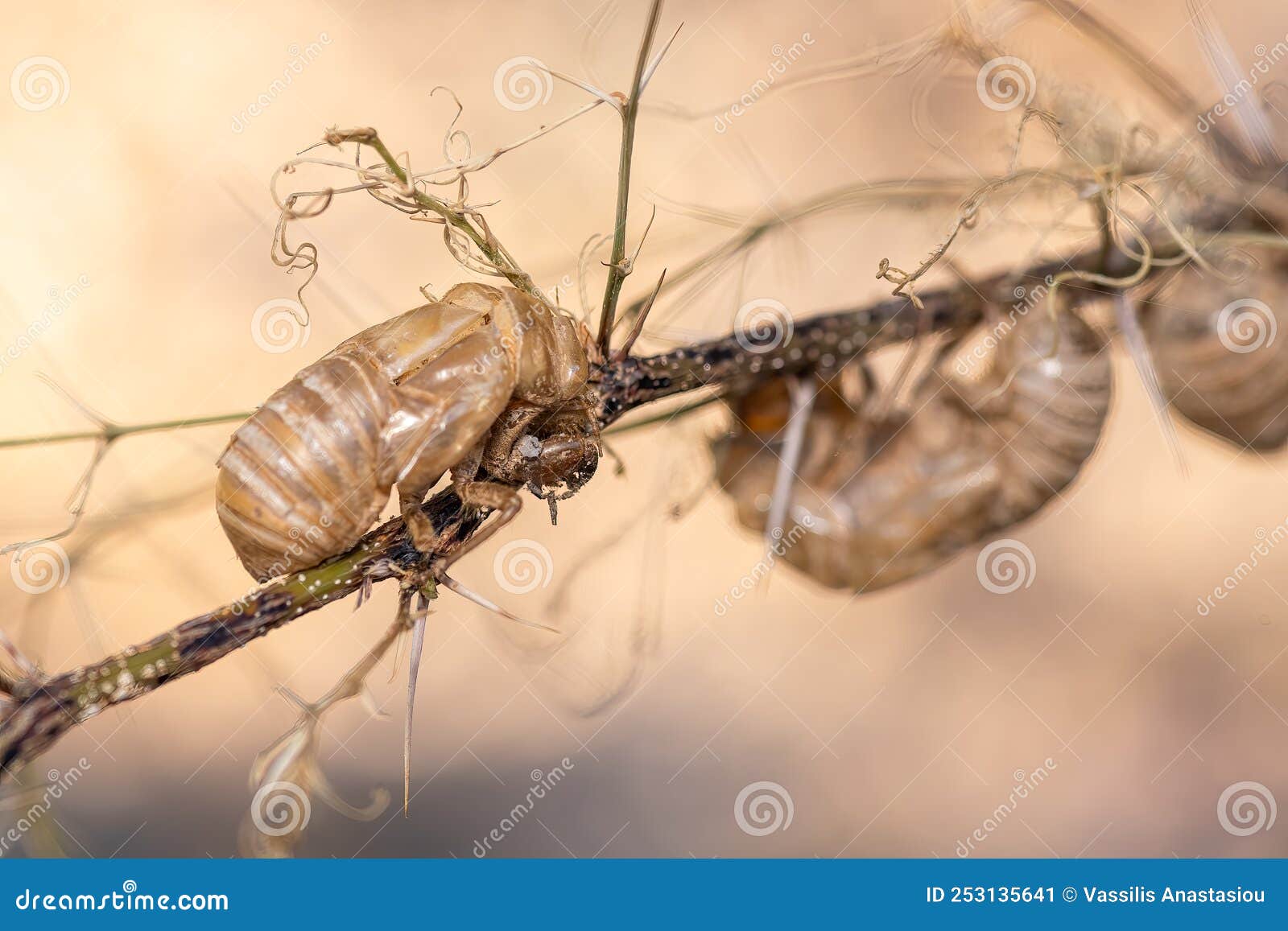 Cicada Shells on a Tree during Summer. Stock Image - Image of ...