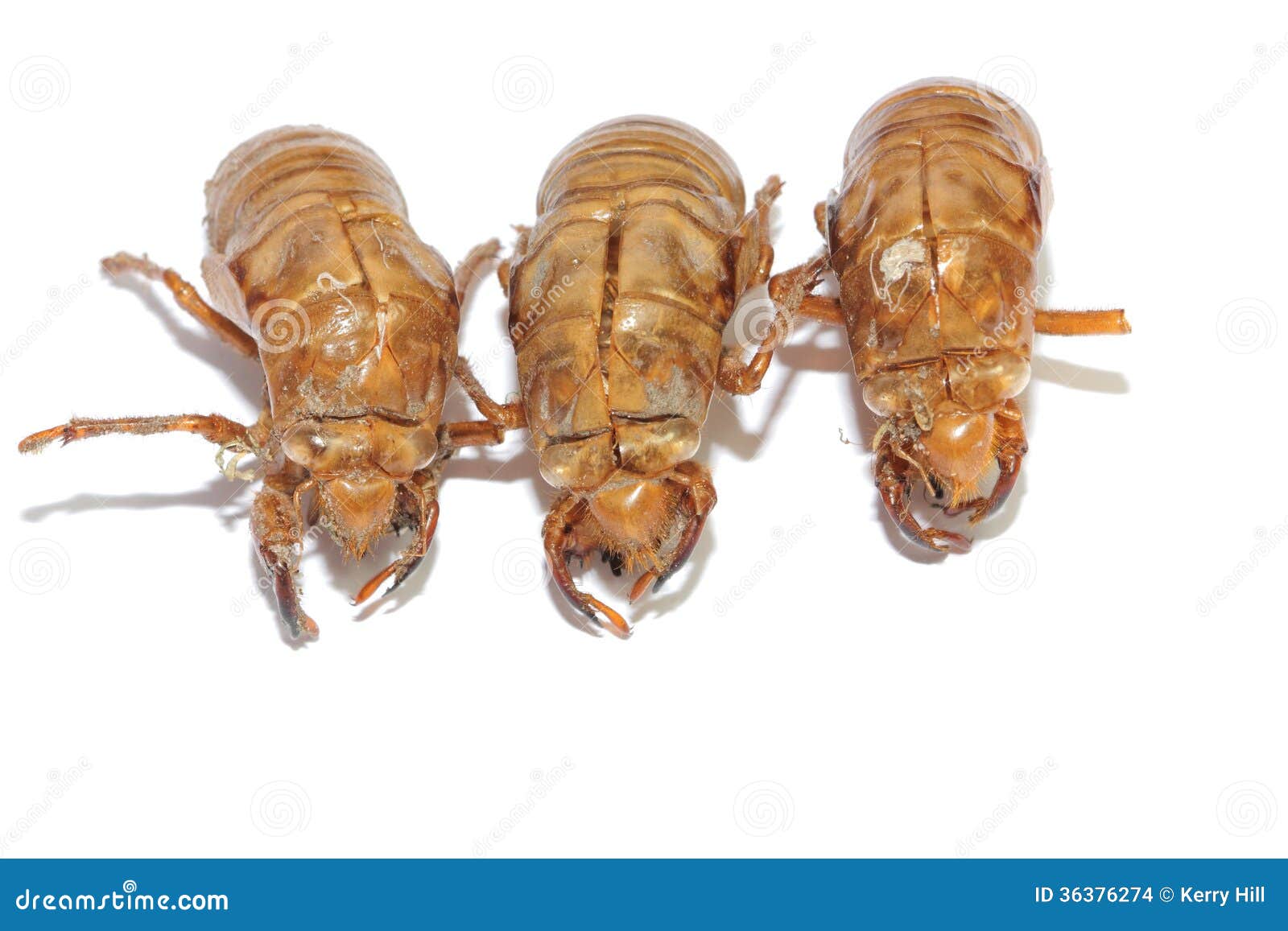 Cicada shells stock photo. Image of noisy, metamorphosis - 36376274