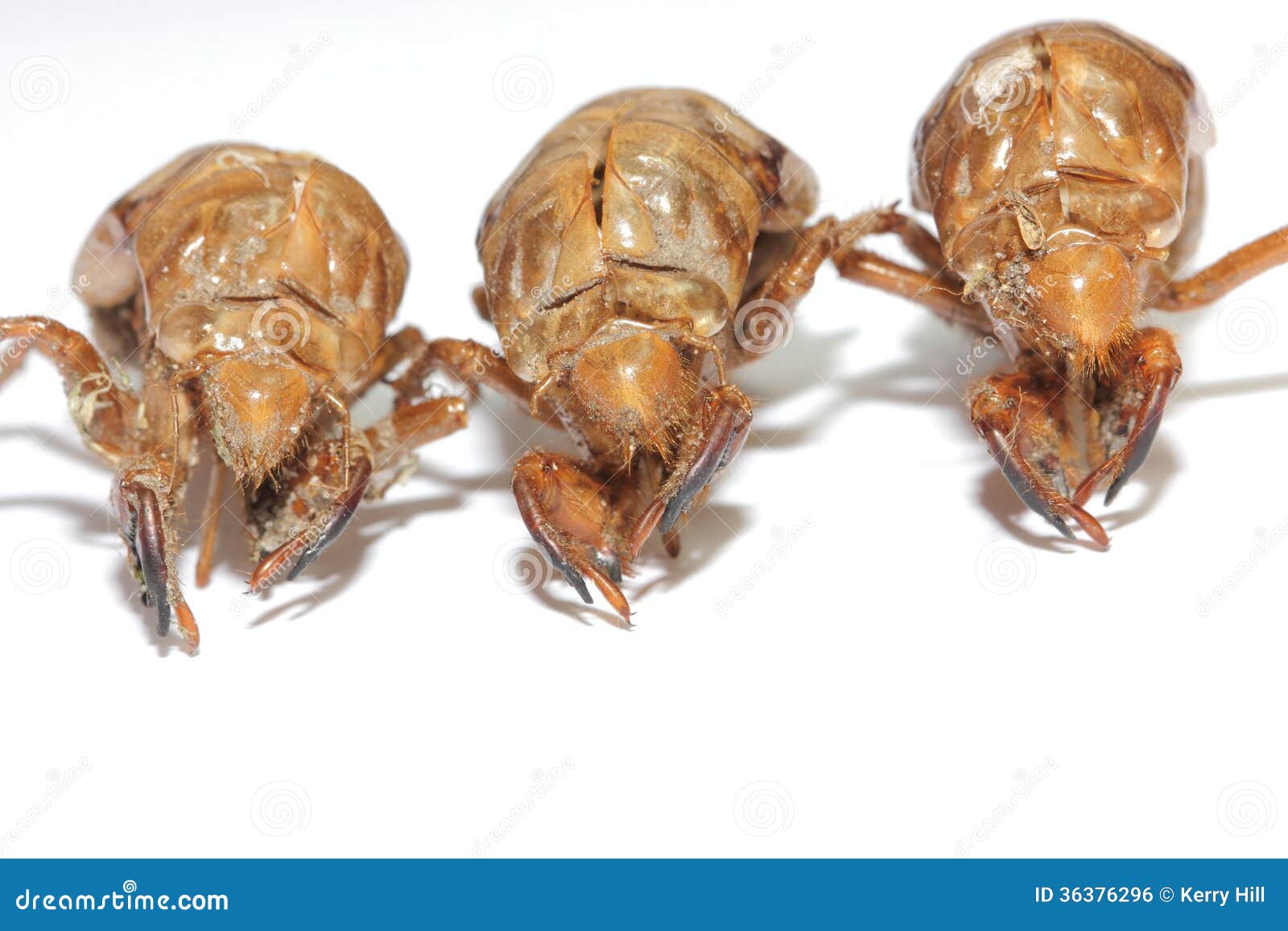 Cicada shells stock photo. Image of cicada, beautiful - 36376296