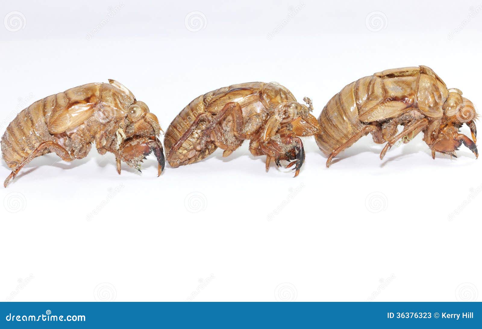 Cicadas Shell