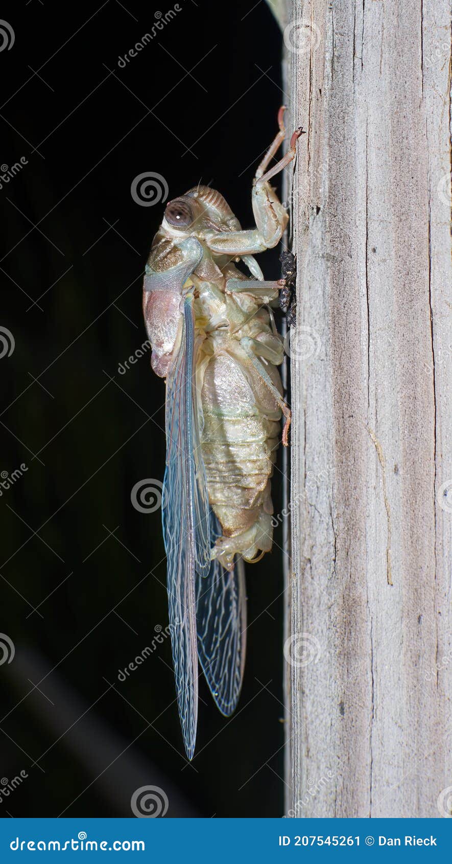 Cicada Side Shot Resting on Wooden Fence Stock Image - Image of wing ...