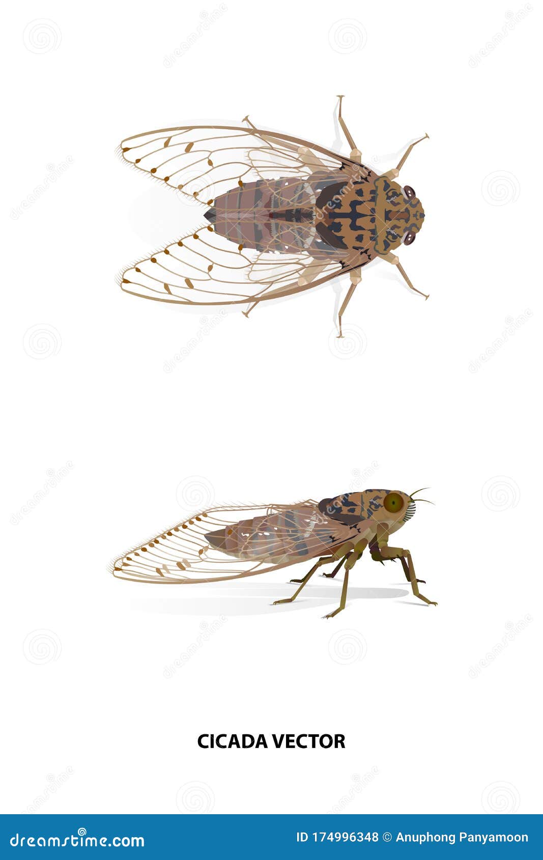 Cicada Side and Top Vector on White Background for Graphic Design,a ...
