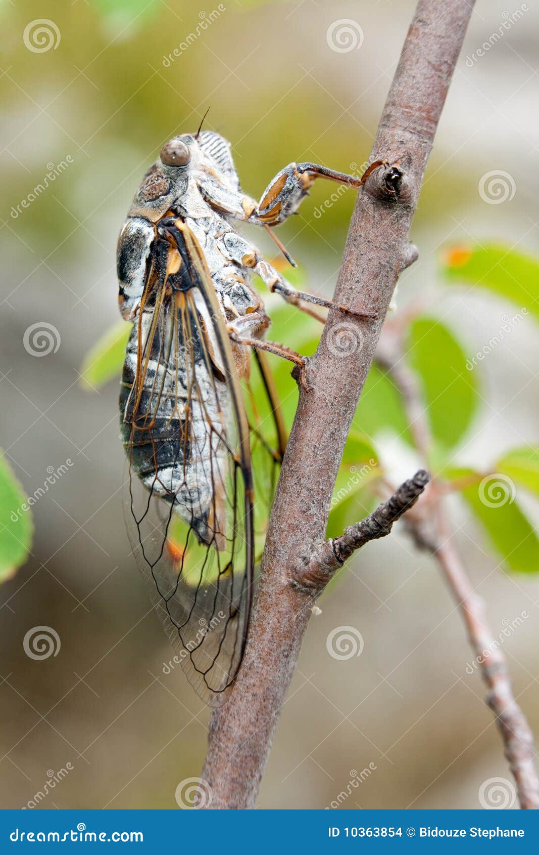 Cicada singing stock photo. Image of entomology, singing - 10363854