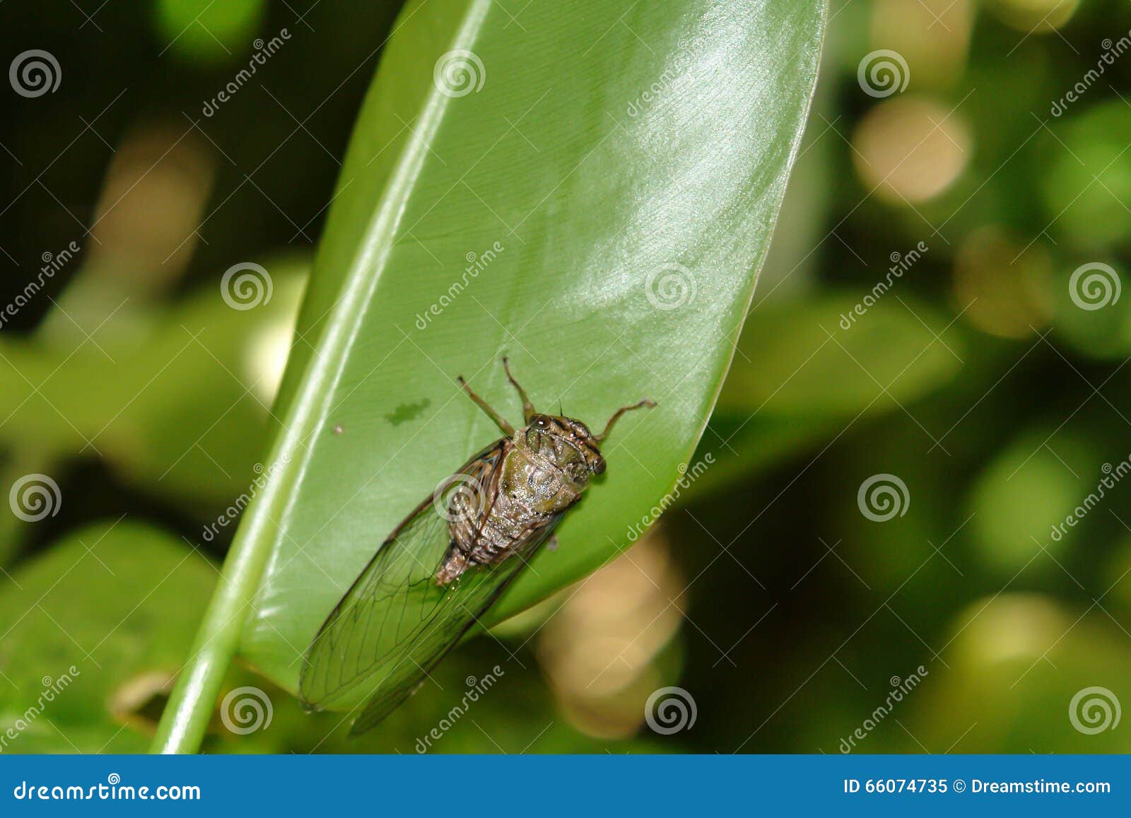 Cicada stock image. Image of cicade, singing, chicharra - 66074735