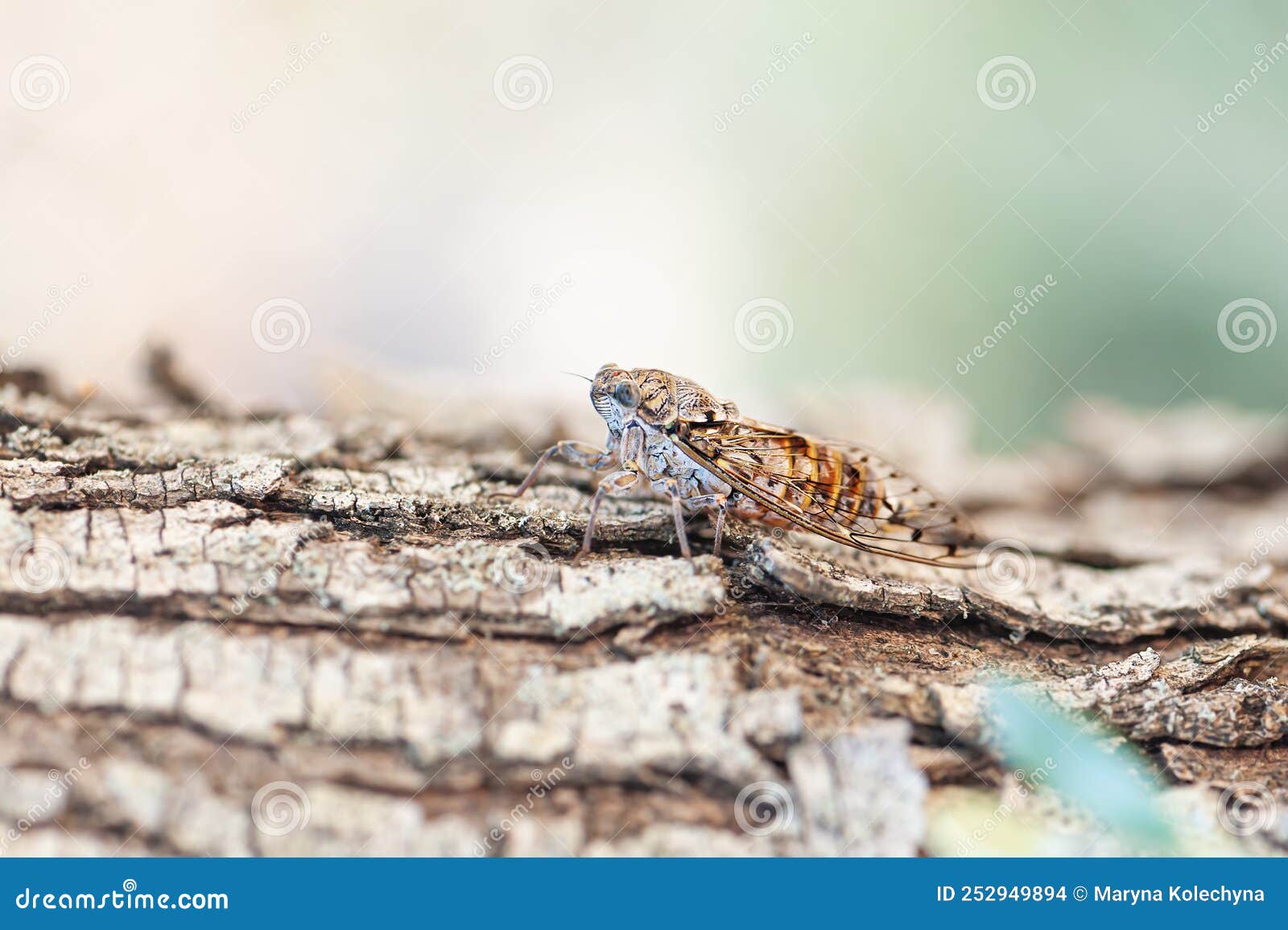 Cicada Sit on a Tree Bark. Cicada on Tree Close Up Stock Photo - Image ...