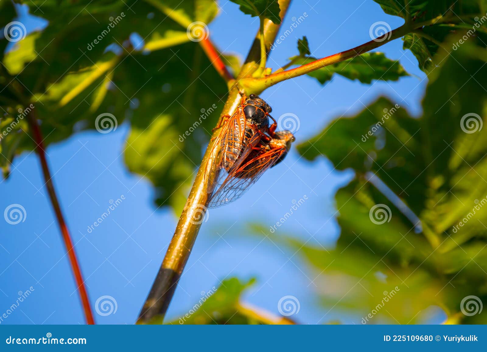 Cicada sit on tree branch stock photo. Image of cicada - 225109680