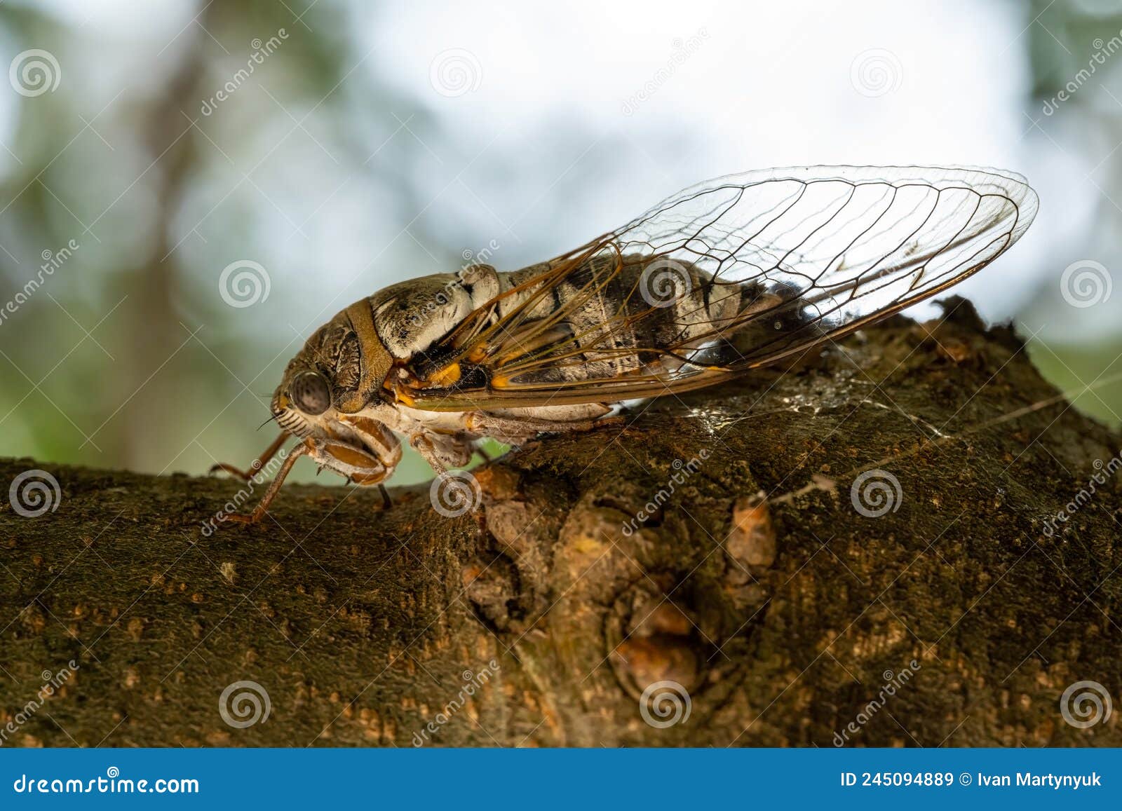 Cicada sits on a branch stock image. Image of outdoors - 245094889