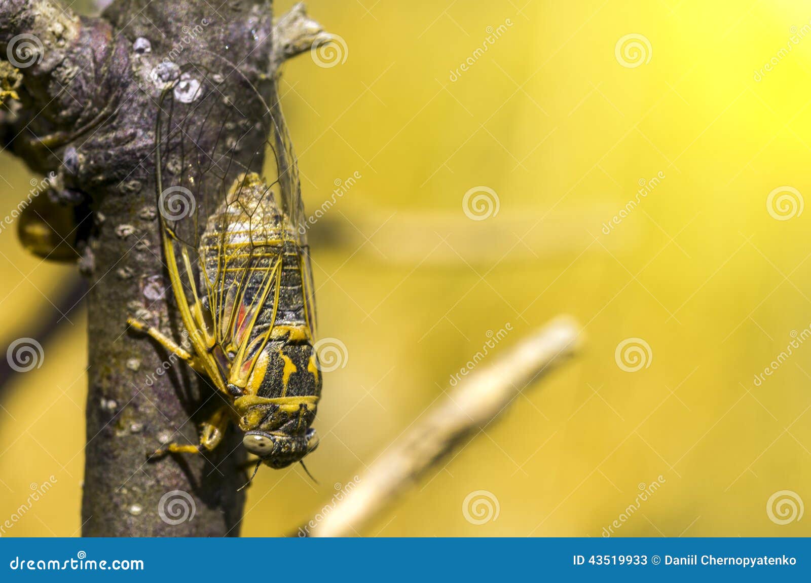 Cicada sitting on a branch stock image. Image of tree - 43519933