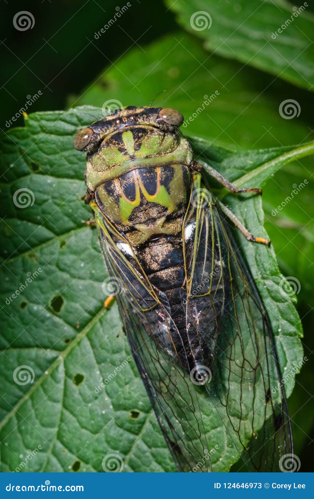 Cicada sitting on a leaf stock image. Image of nature - 124646973