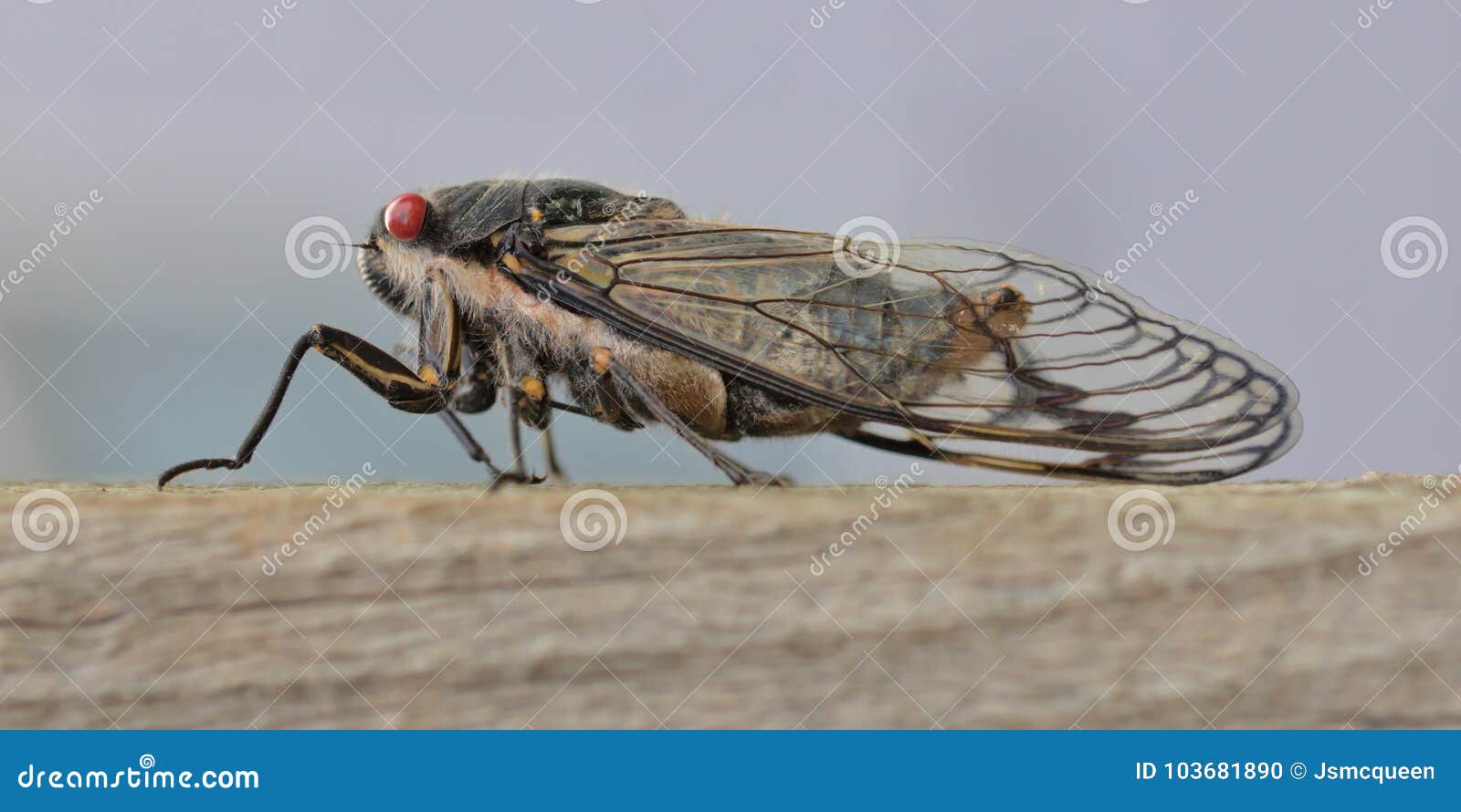 Cicada Sitting on a Wooden Beam Stock Photo - Image of insect, fauna ...
