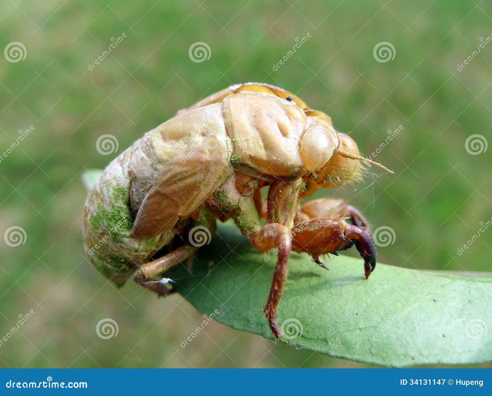 Cicada Skin Or Molt On Deck Railing Royalty-Free Stock Photo ...