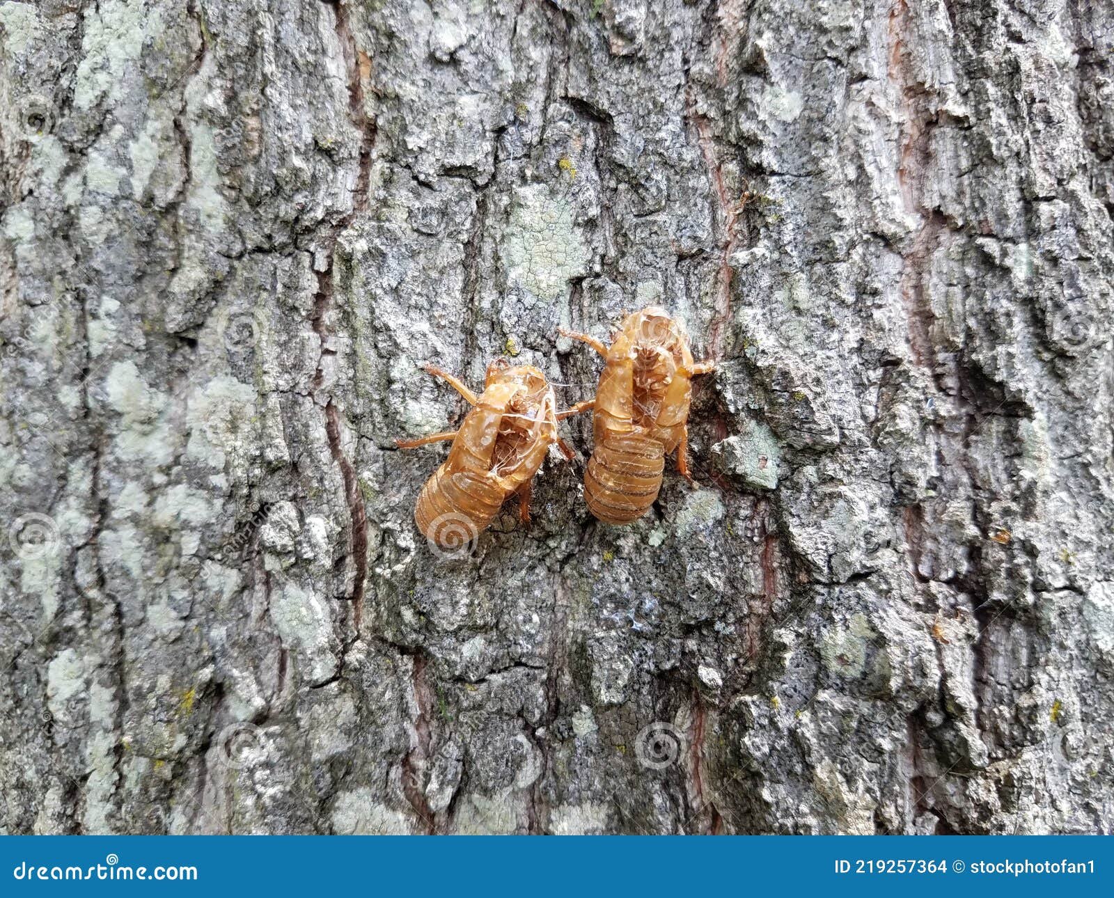 Cicada Skin Molt on Brown Tree Trunk Stock Photo - Image of insect ...