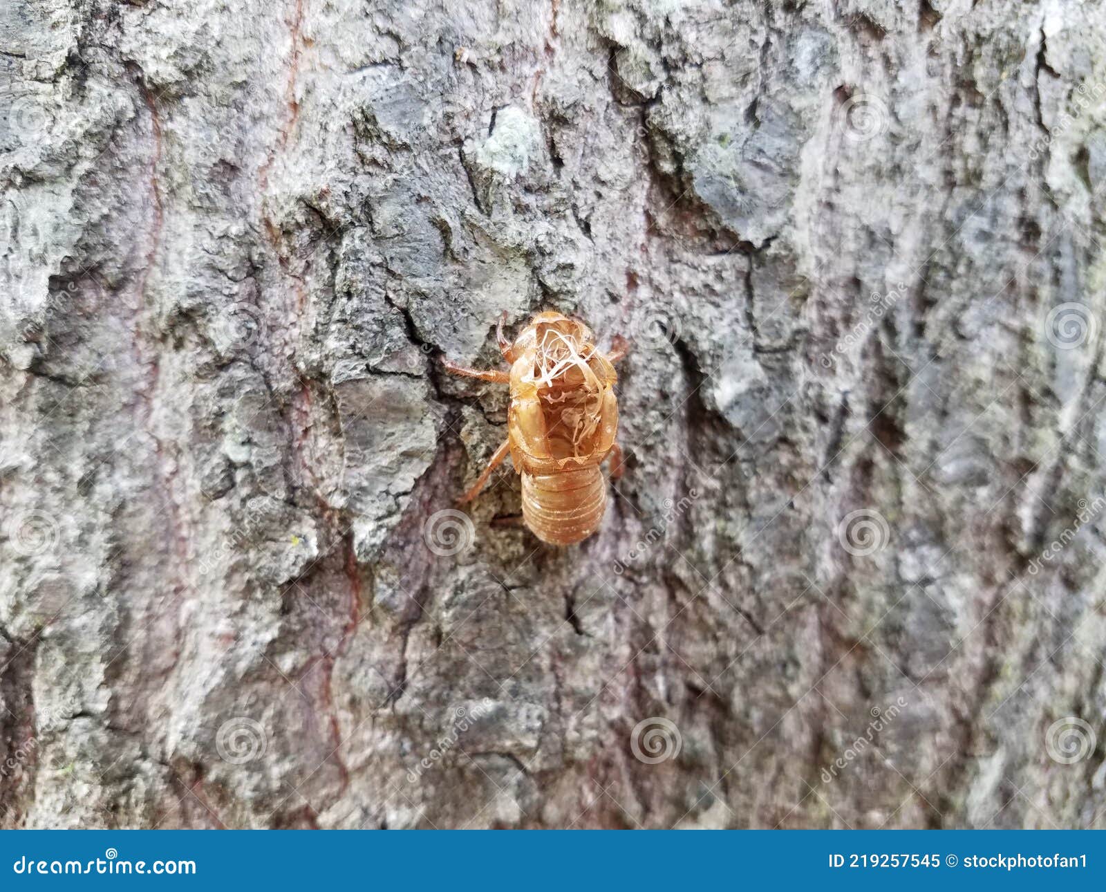 Cicada Skin Molt on Brown Tree Trunk Stock Image - Image of molt, bark ...