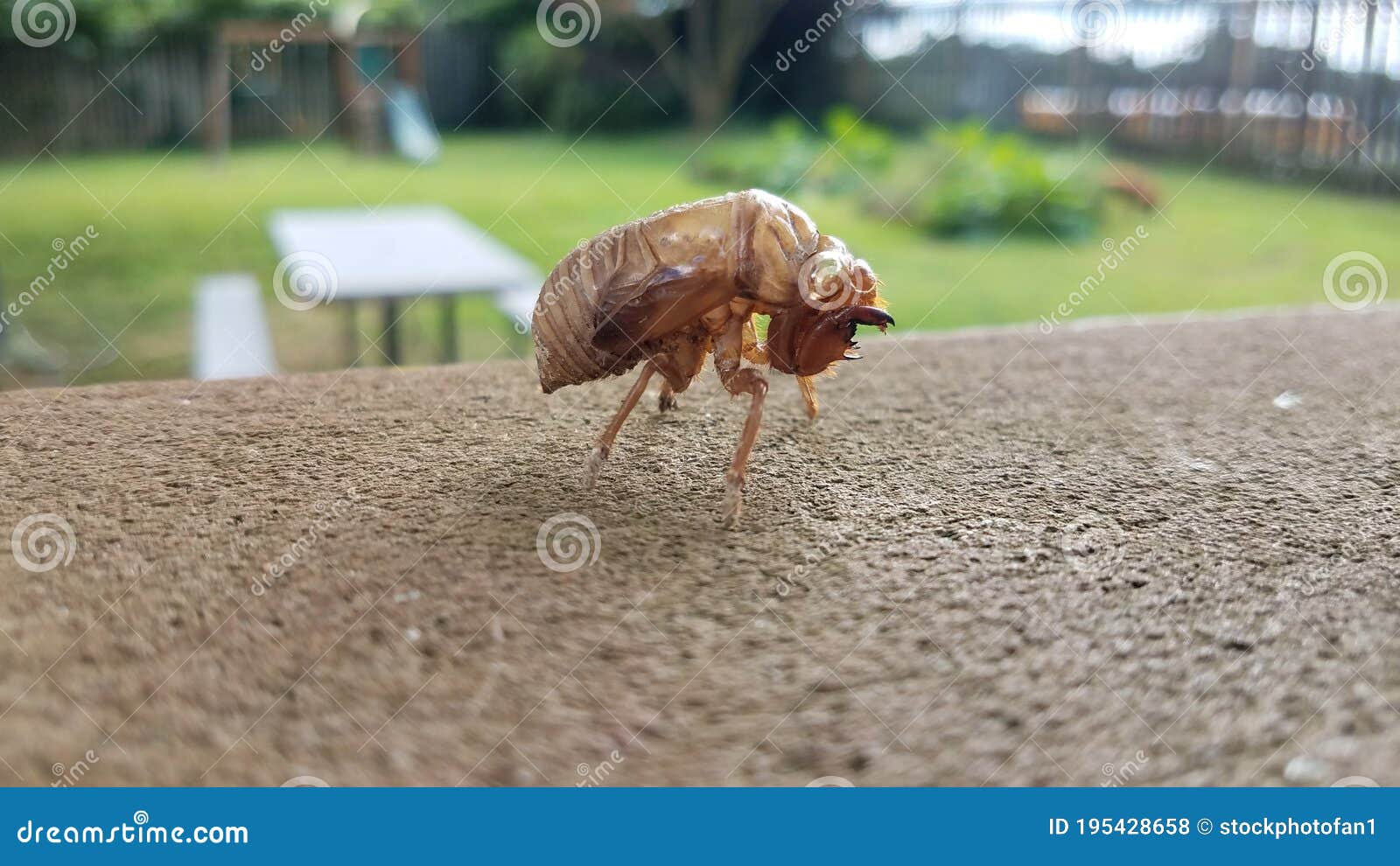 Cicada Skin or Molt on Deck Railing Stock Photo - Image of wildlife ...