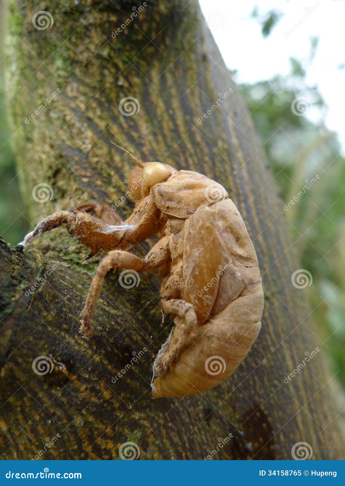 Cicada Skin Or Molt On Deck Railing Royalty-Free Stock Photo ...