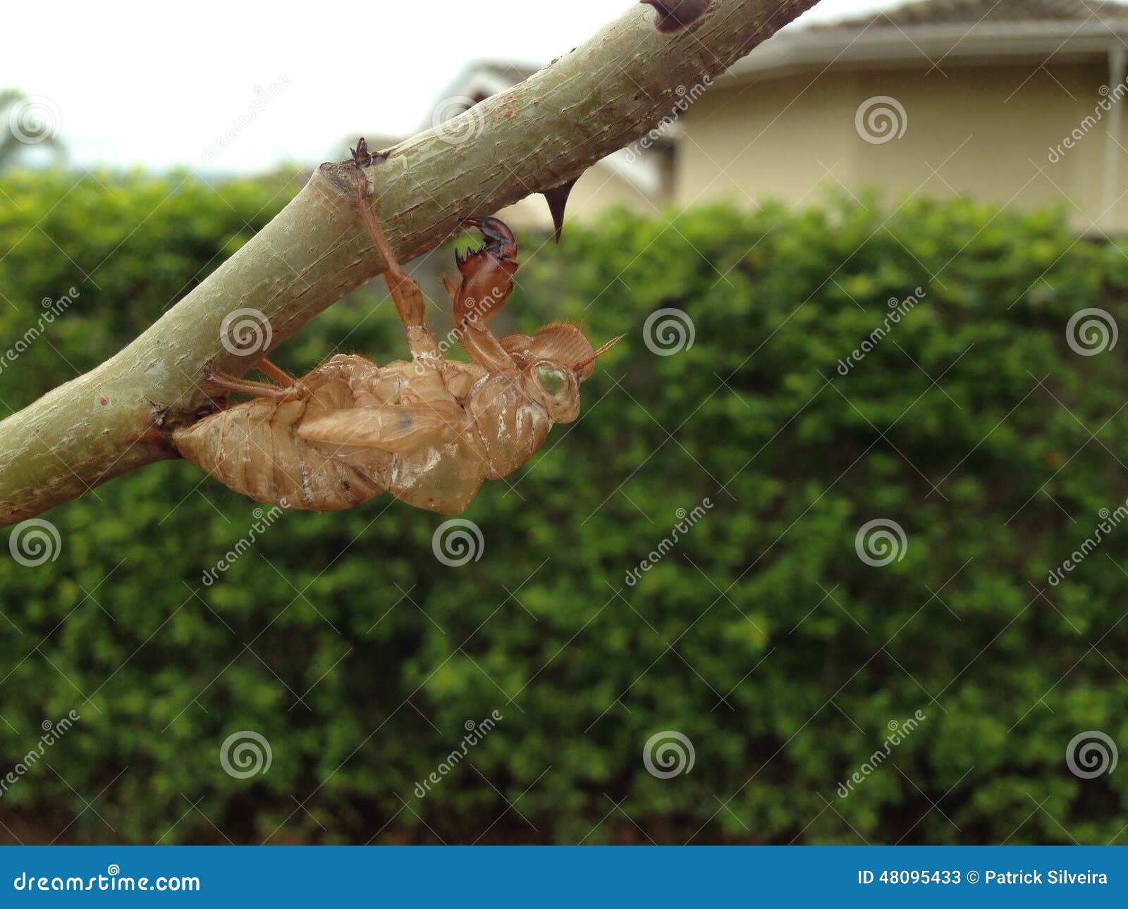 Cicada On Tree Truck In Forest Royalty-Free Stock Photo | CartoonDealer ...