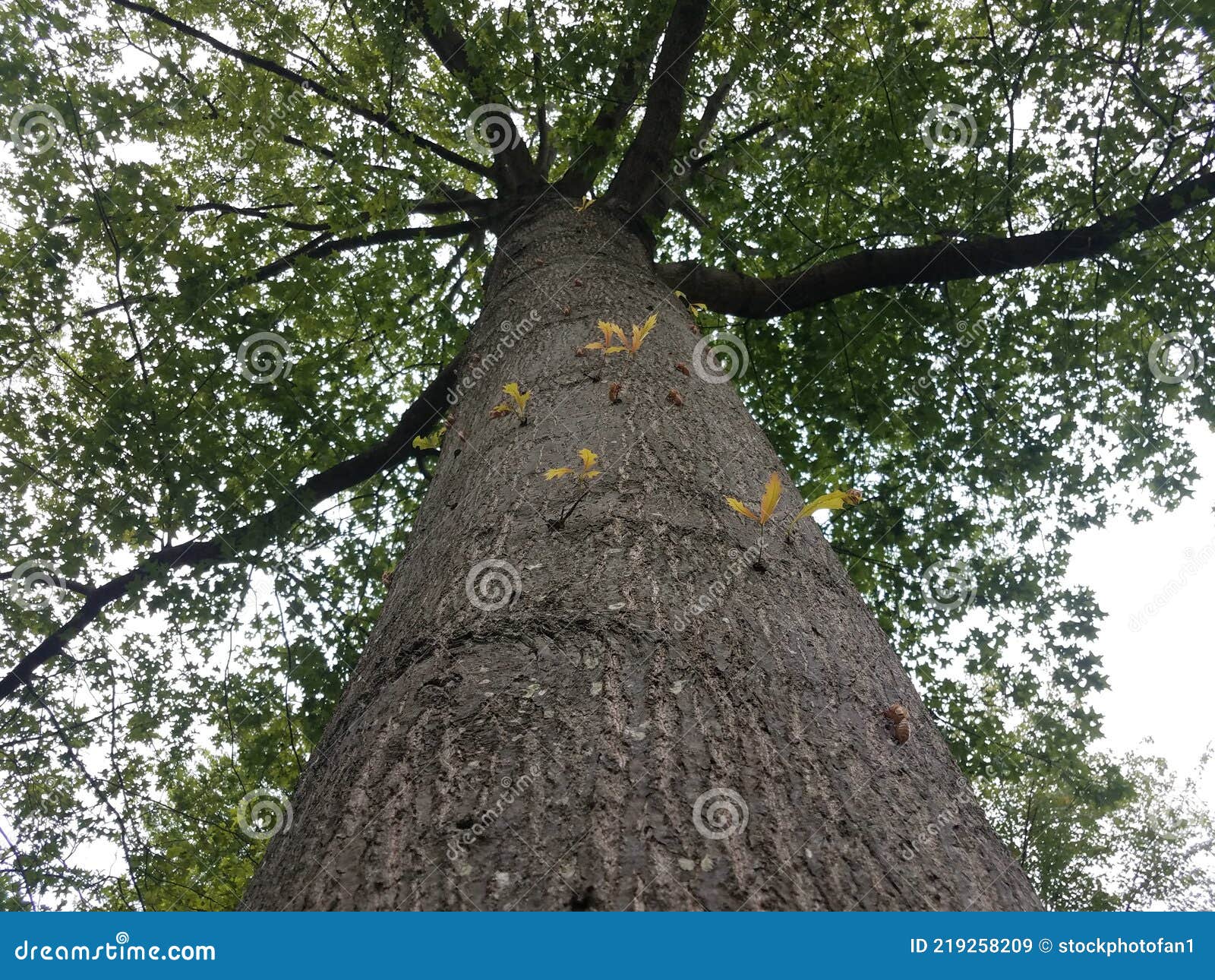 Cicada Skins on Oak Tree Trunk Bark Stock Image - Image of cicada, tree ...