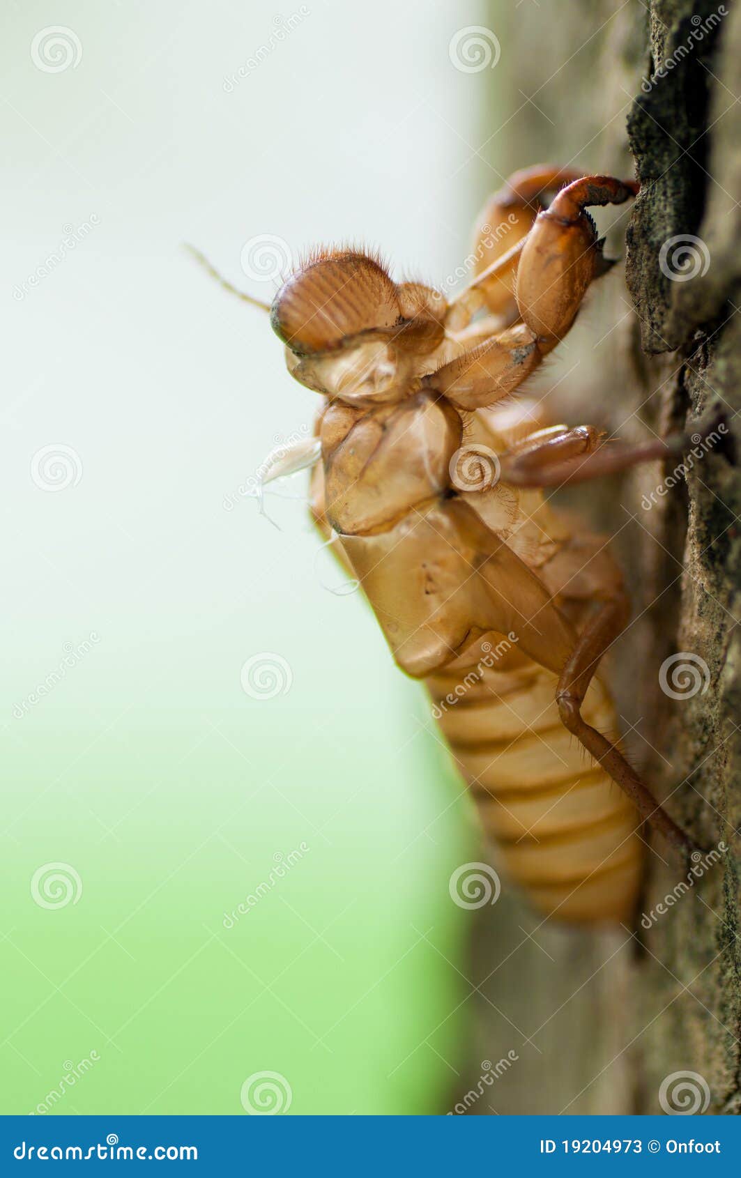 Cicada slough stock image. Image of abandon, leave, empty - 19204973