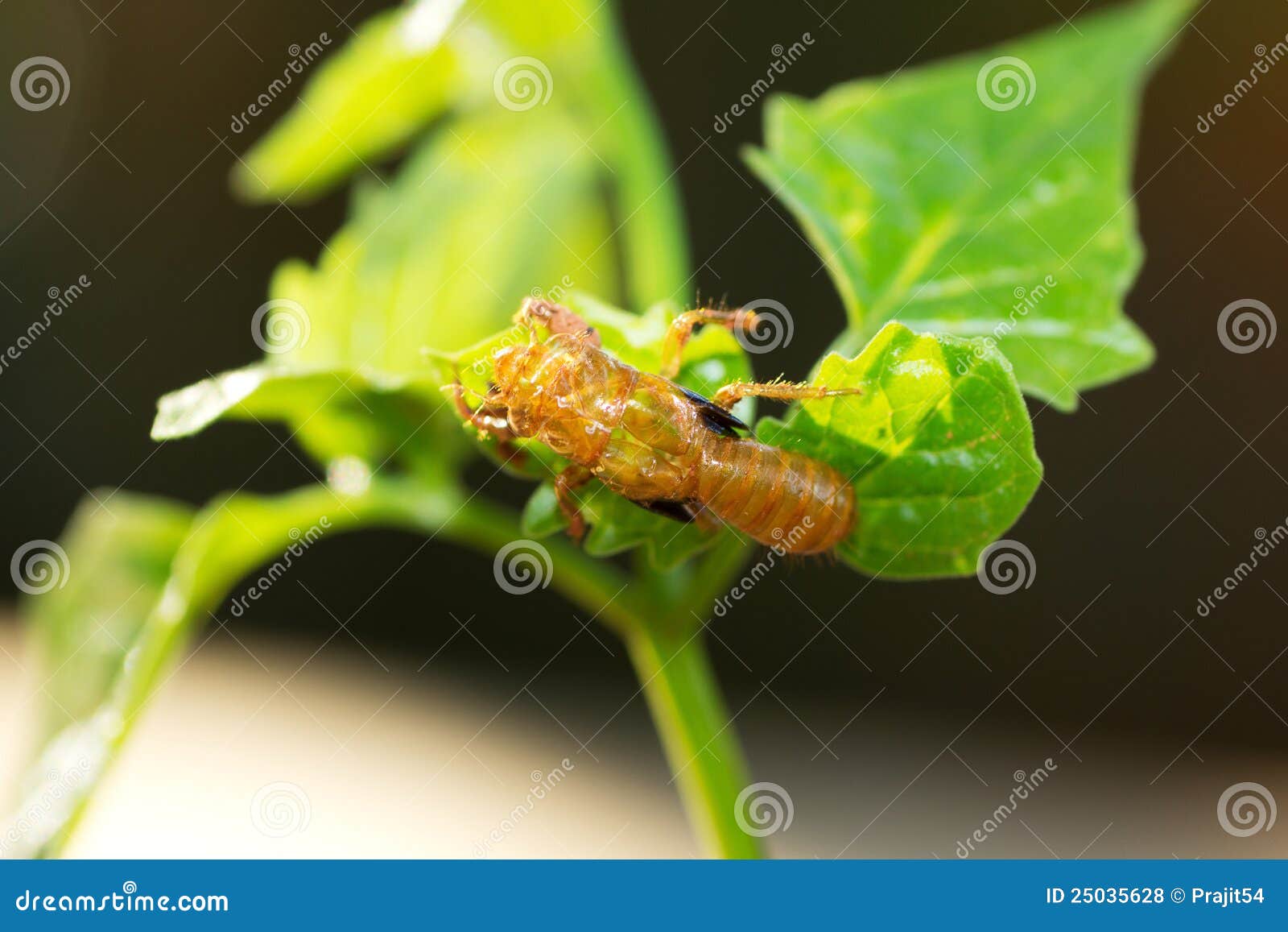 Cicada slough stock photo. Image of adult, entomology - 25035628