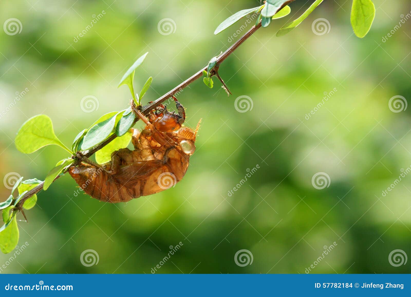 Cicada slough stock photo. Image of animal, ecdysis, periostracum ...