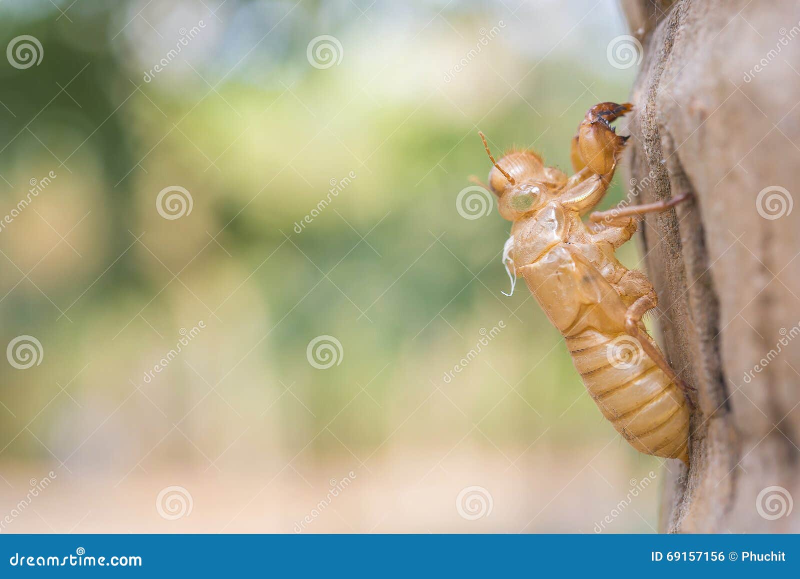 Cicada slough stock photo. Image of molting, hold, crawl - 69157156