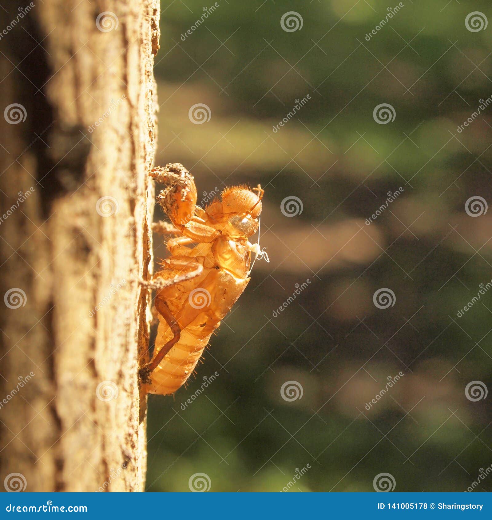 Cicada Slough Holding on a Tree Stock Photo - Image of slough, natural ...