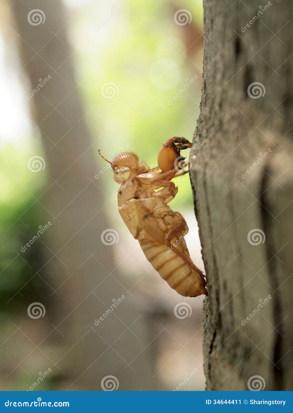 Cicada slough holding stock image. Image of slough, closeup - 34644411