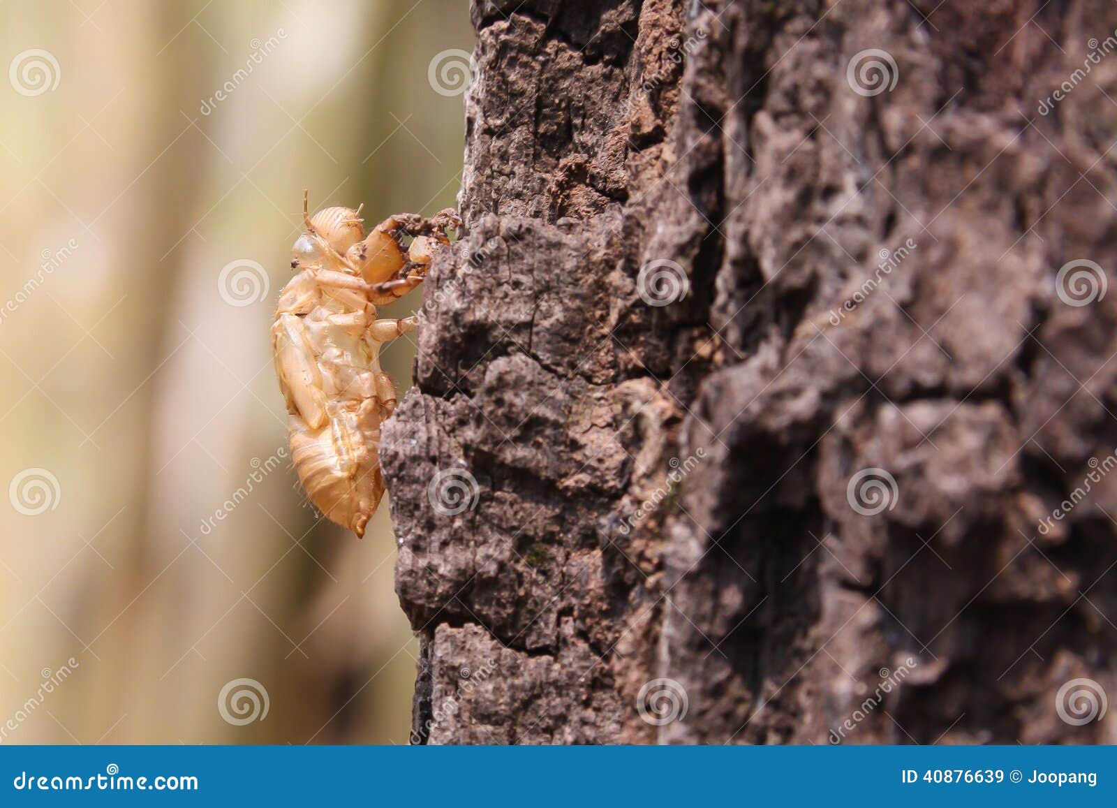 Cicada slough stock image. Image of shell, holding, life - 40876639