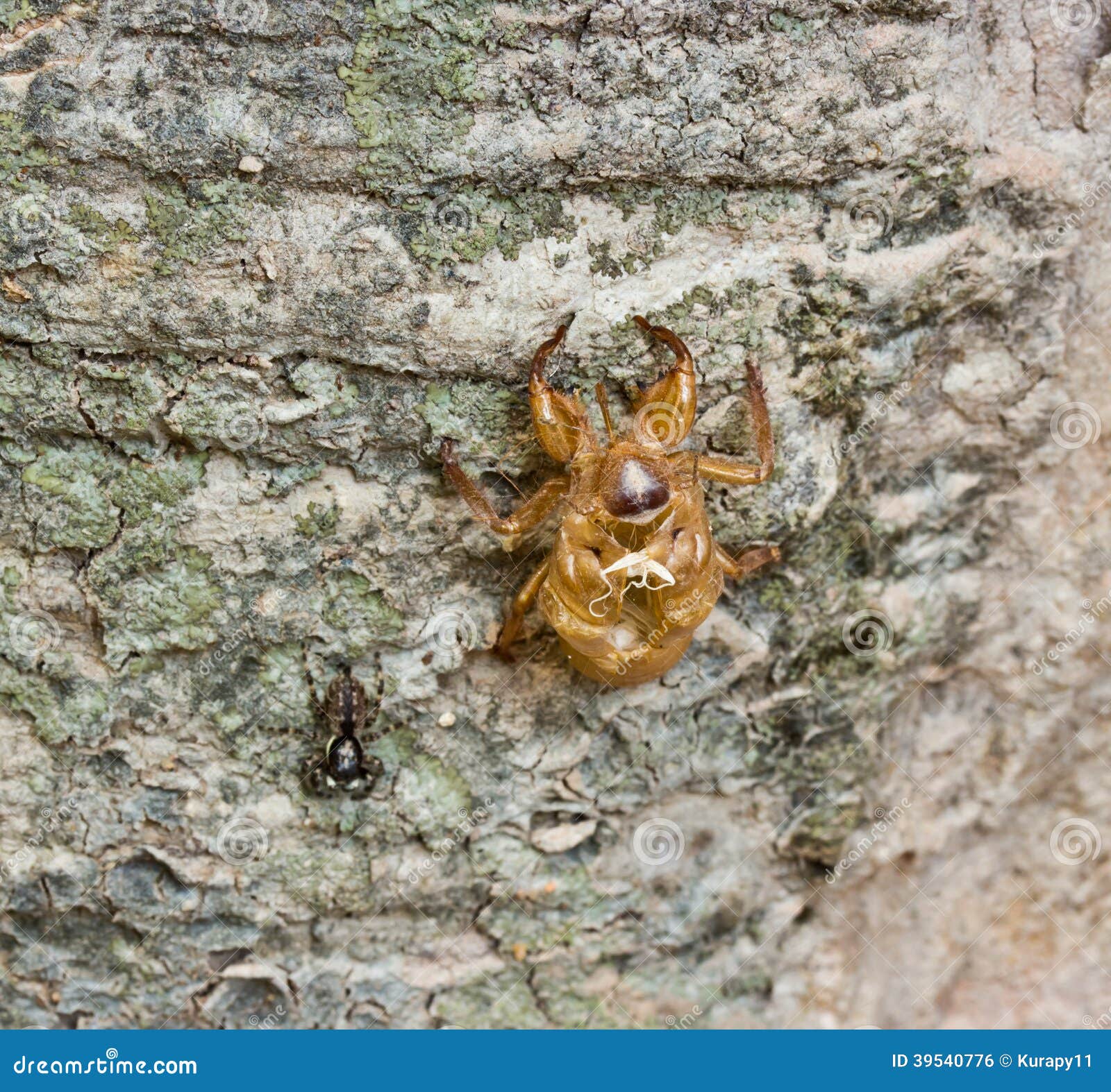 A cicada slough stock photo. Image of larva, moult, cicada - 39540776