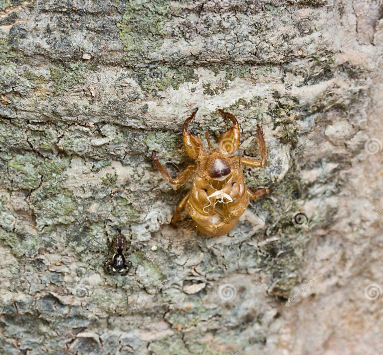A cicada slough stock photo. Image of larva, moult, cicada - 39540776