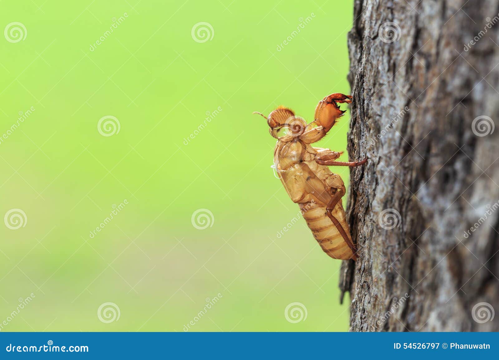 Cicada Slough or Molt Hold on the Tree Stock Image - Image of forest ...