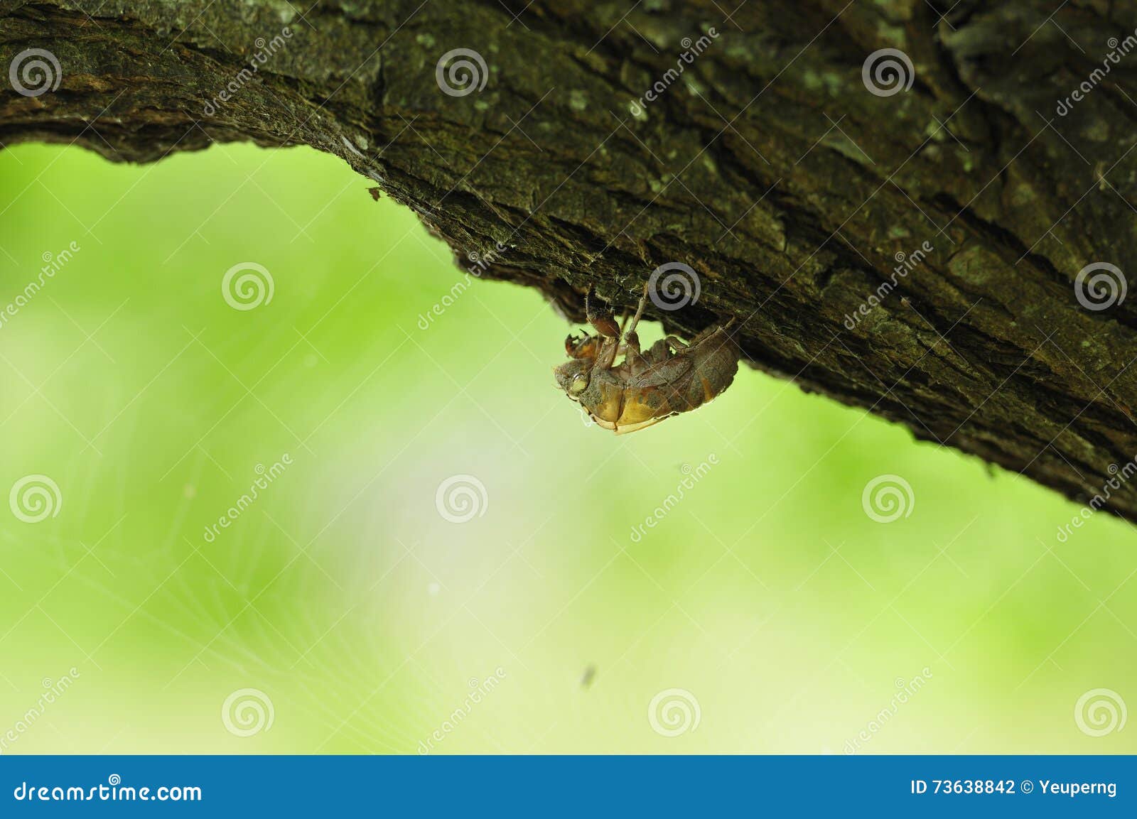 Cicada slough. stock photo. Image of background, closeup - 73638842