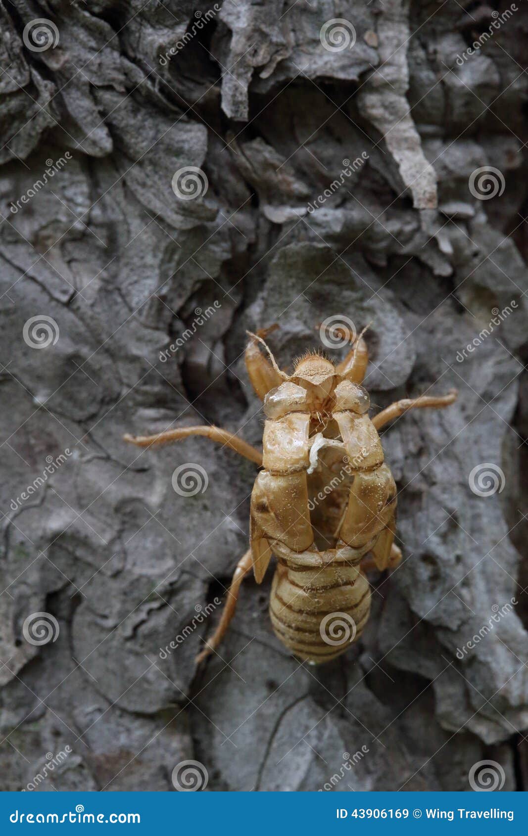 Cicada slough stock image. Image of closeup, abandon - 43906169