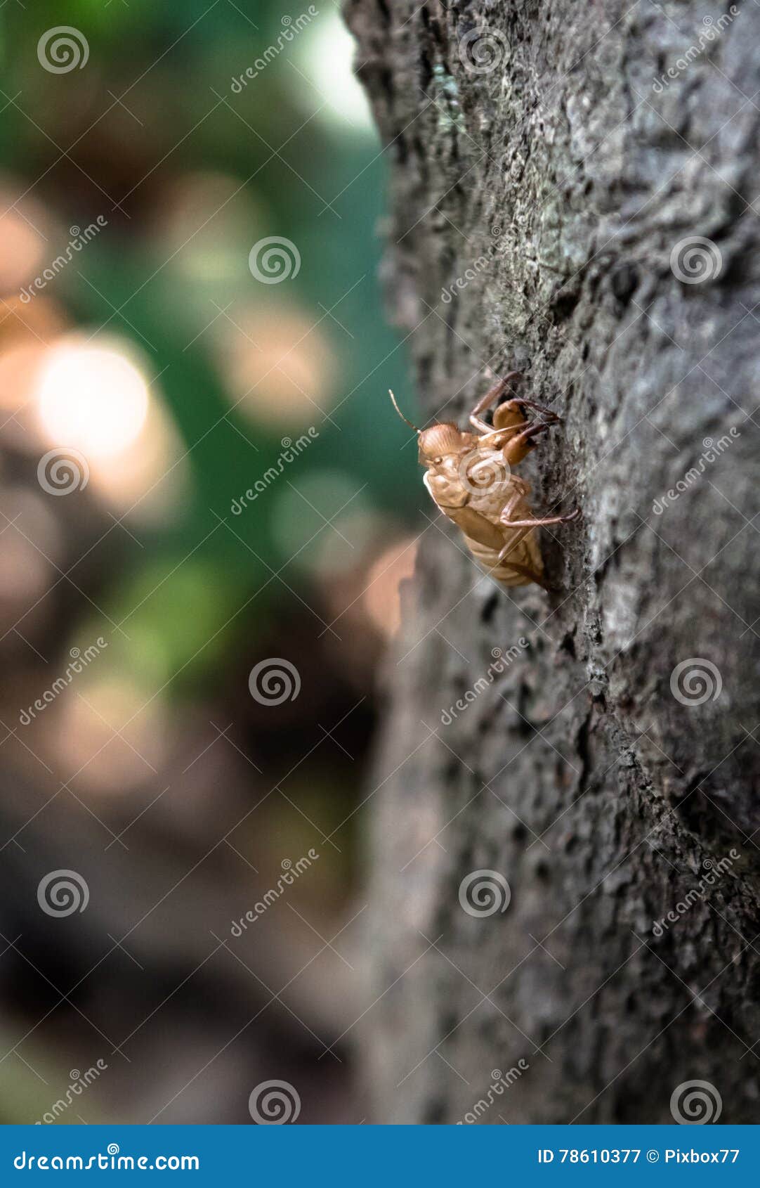Cicada slough at tree, stock image. Image of insect, garden - 78610377
