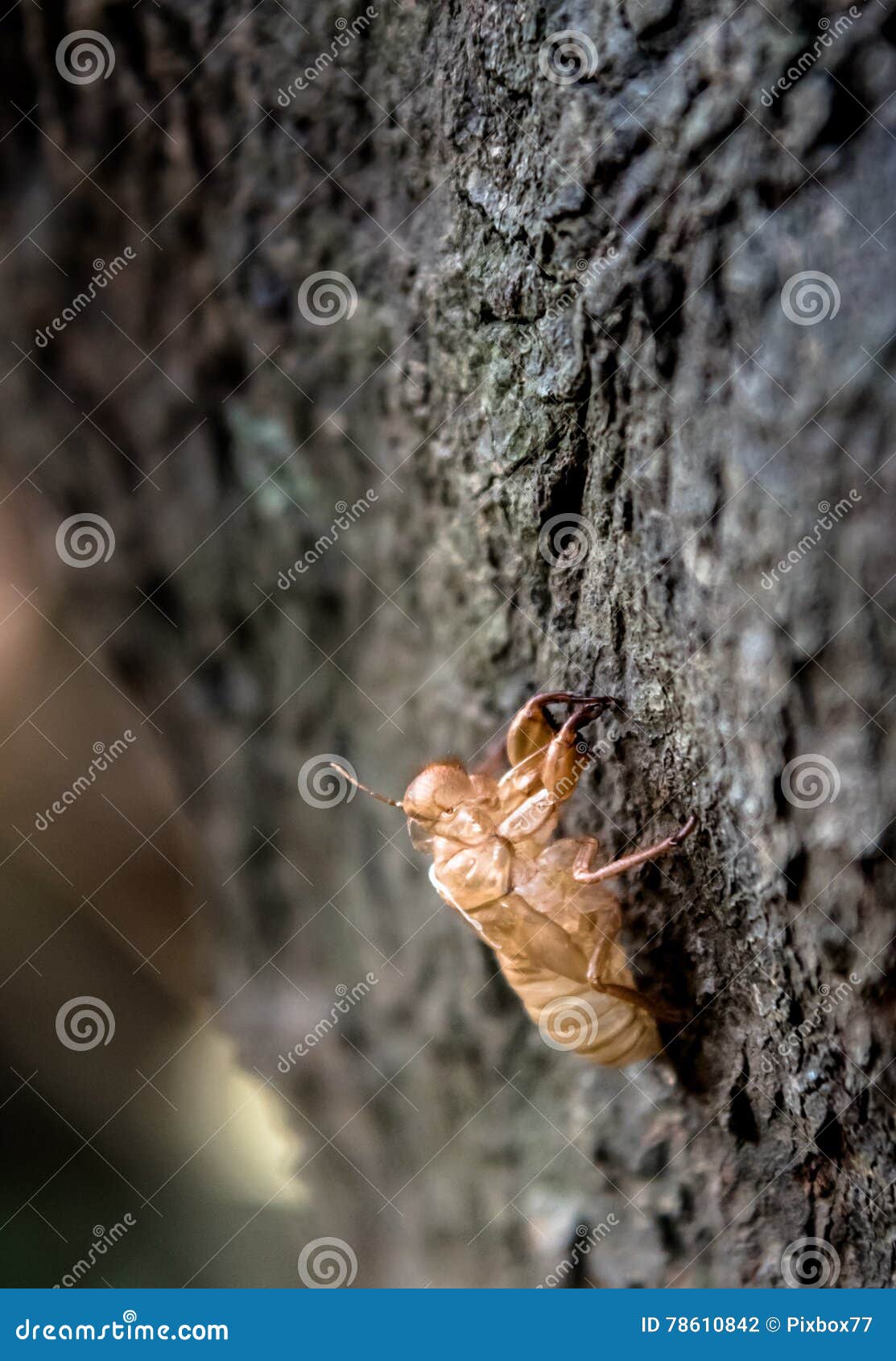 Cicada slough stock photo. Image of outdoor, medicine - 78610842