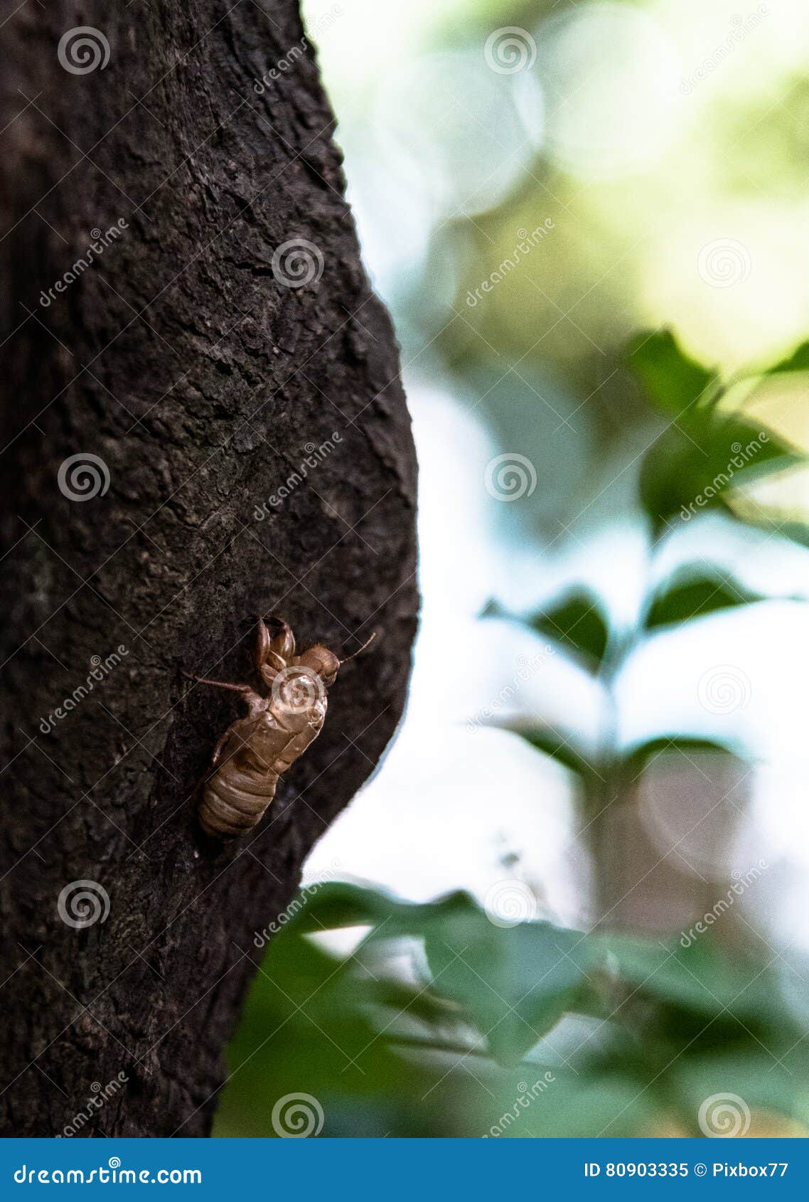 Cicada slough at tree stock image. Image of abstract - 80903335