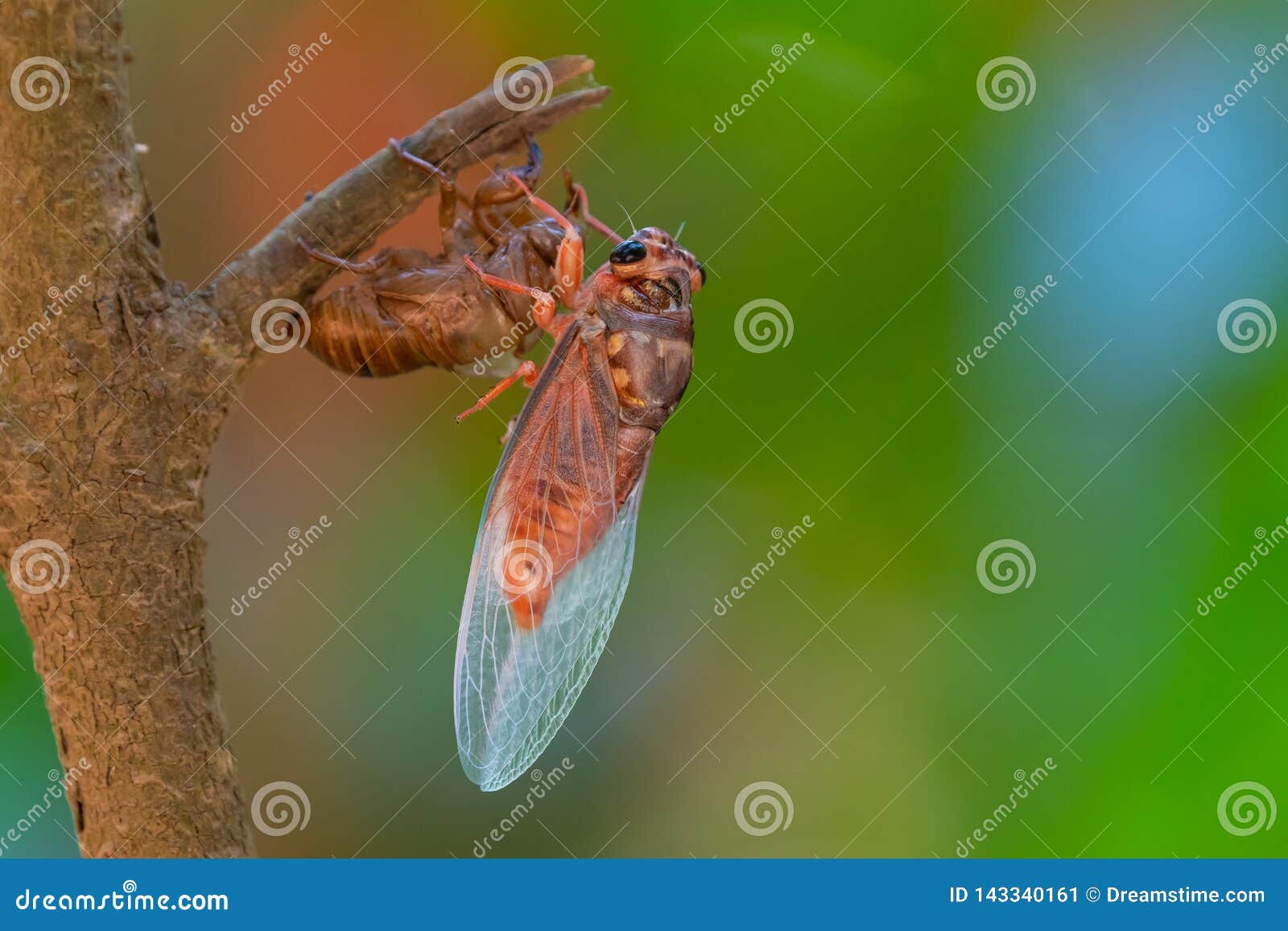 Cicada Sloughing Off Its Gold Shell Royalty-Free Stock Image ...