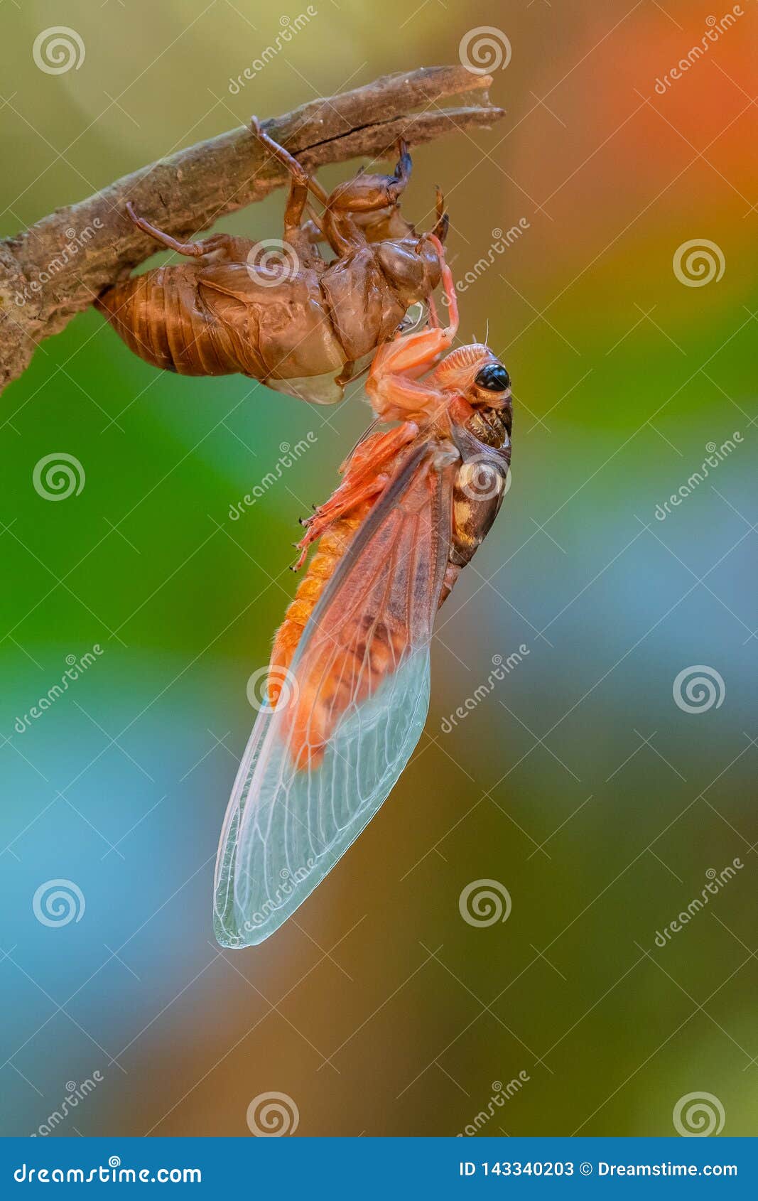 Cicada Sloughing Off Its Gold Shell Stock Image - Image of wildlife ...